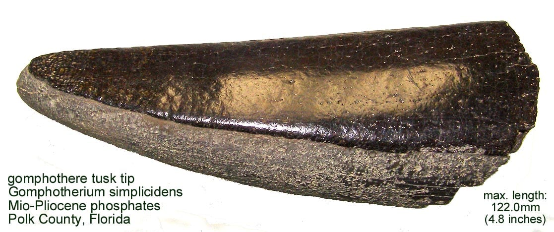 Is this a fragment of Sloth tooth? - Fossil ID - The Fossil Forum