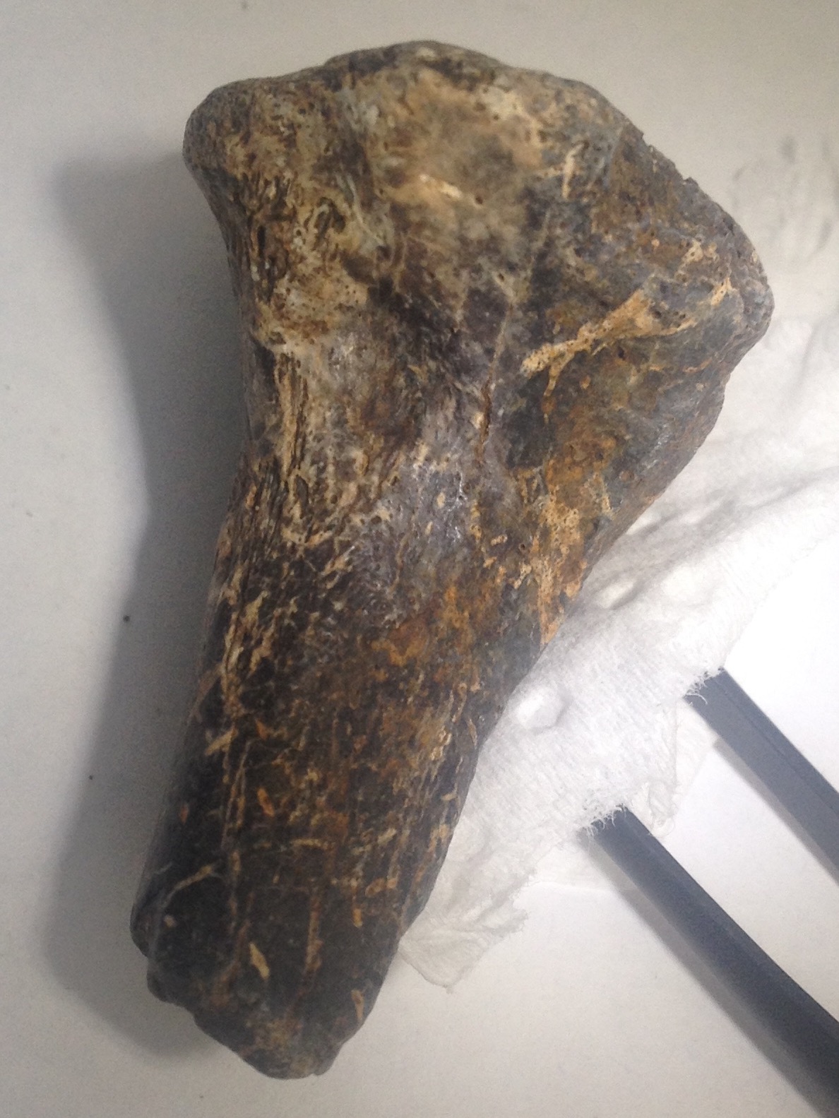 Australian mammal ID - Fossil ID - The Fossil Forum