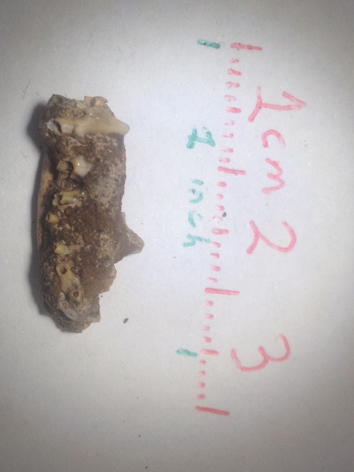 Australian mammal ID - Fossil ID - The Fossil Forum