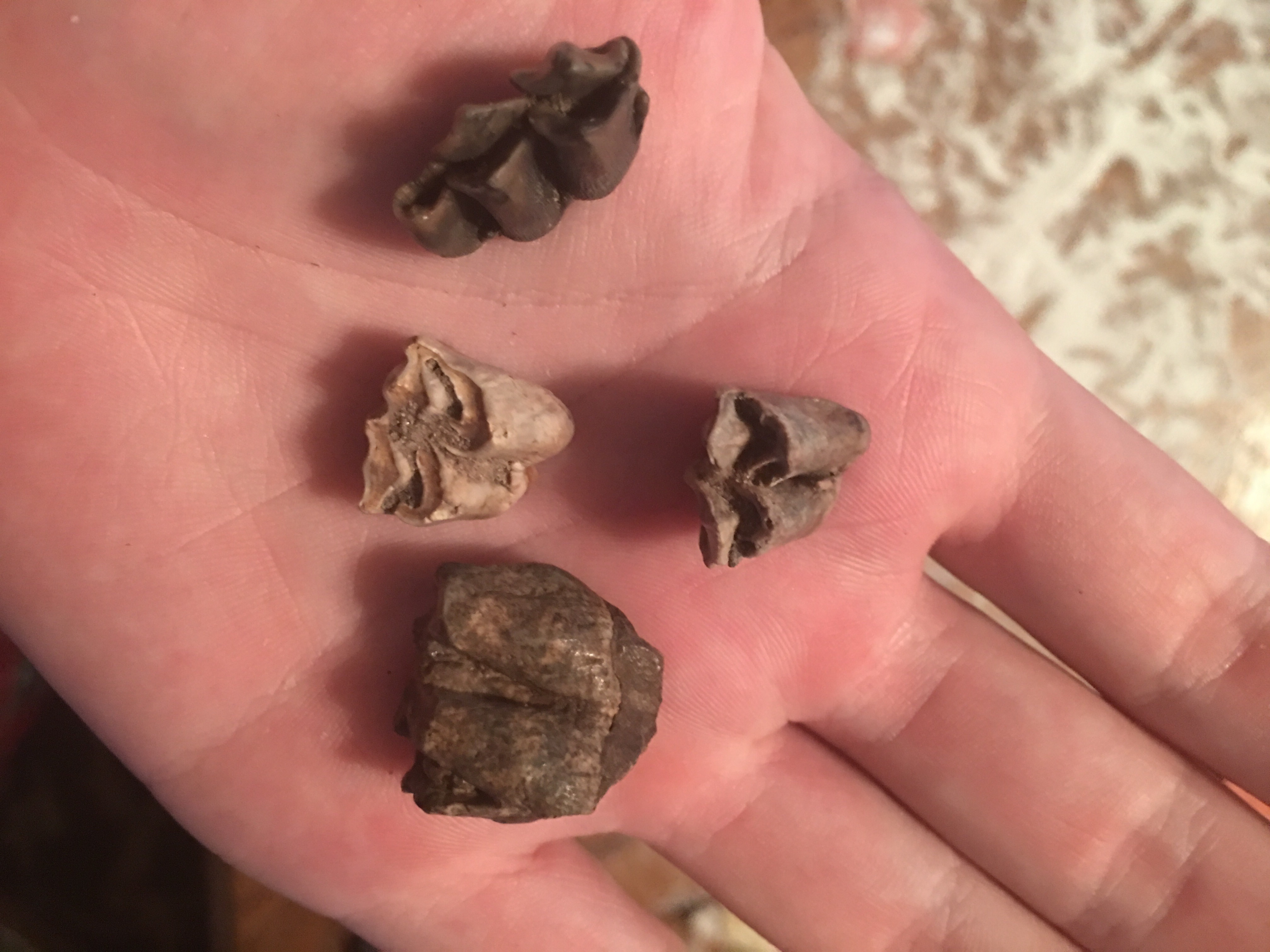 What are these fossils from Florida - Fossil ID - The Fossil Forum