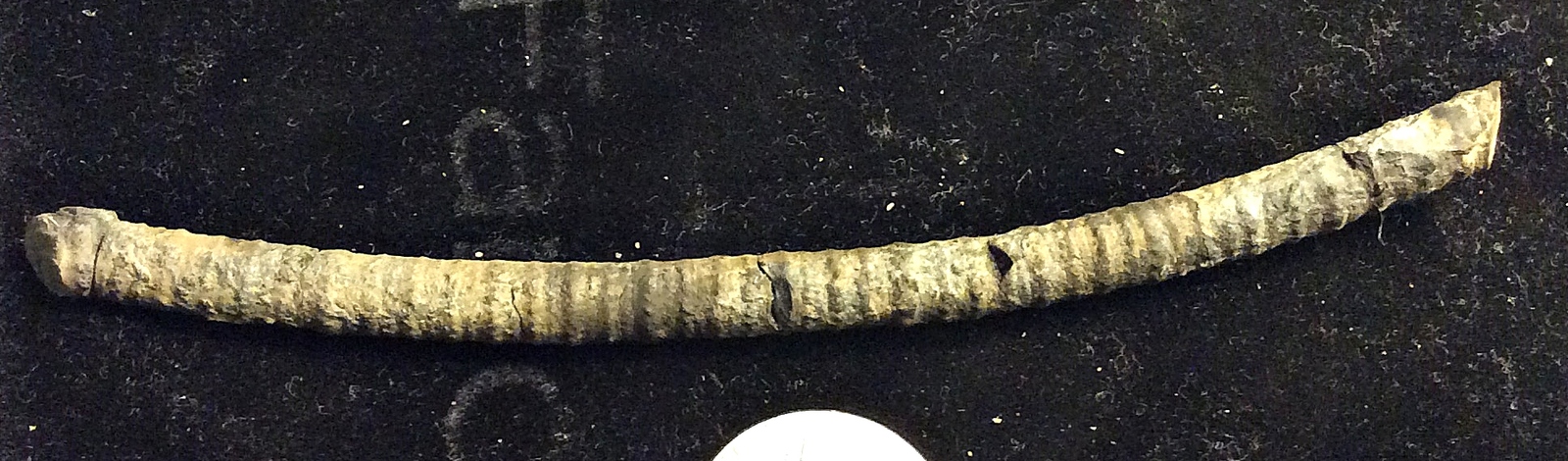 Five inch long crinoid stem from Madison County, New York - Member ...
