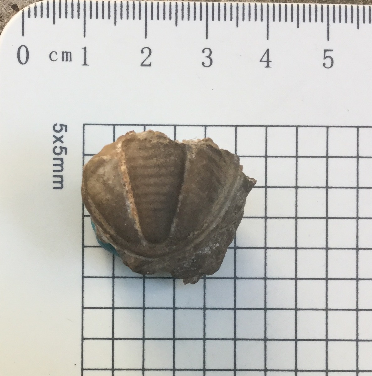 Crassiproetus canadensis - Trilobites - The Fossil Forum