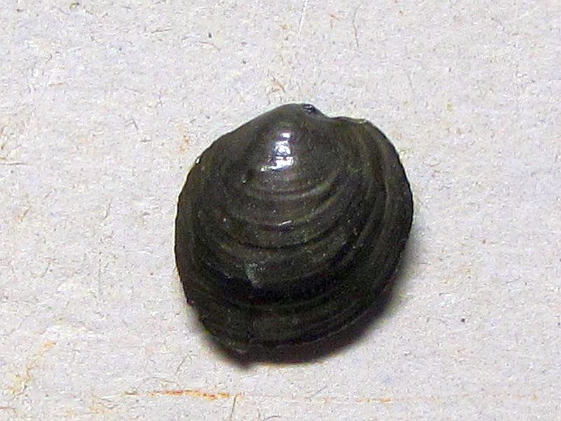 Paracyclas lirata (Conrad) - Member Collections - The Fossil Forum