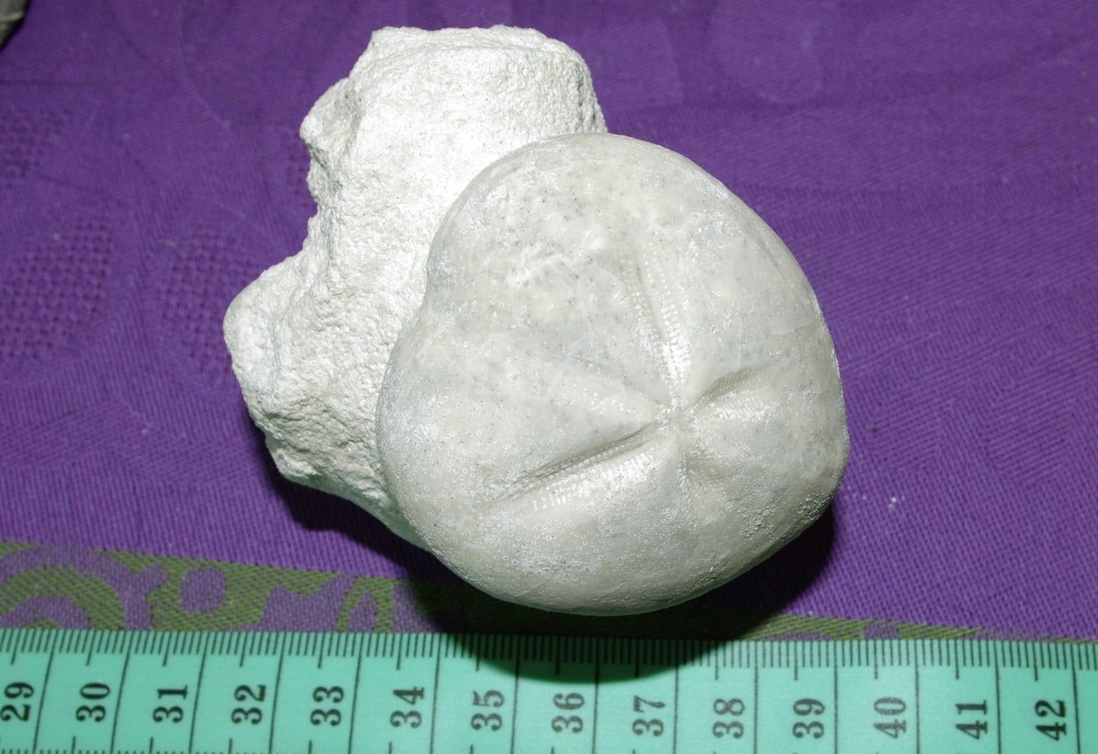 Micraster decipiens 1 - Member Collections - The Fossil Forum