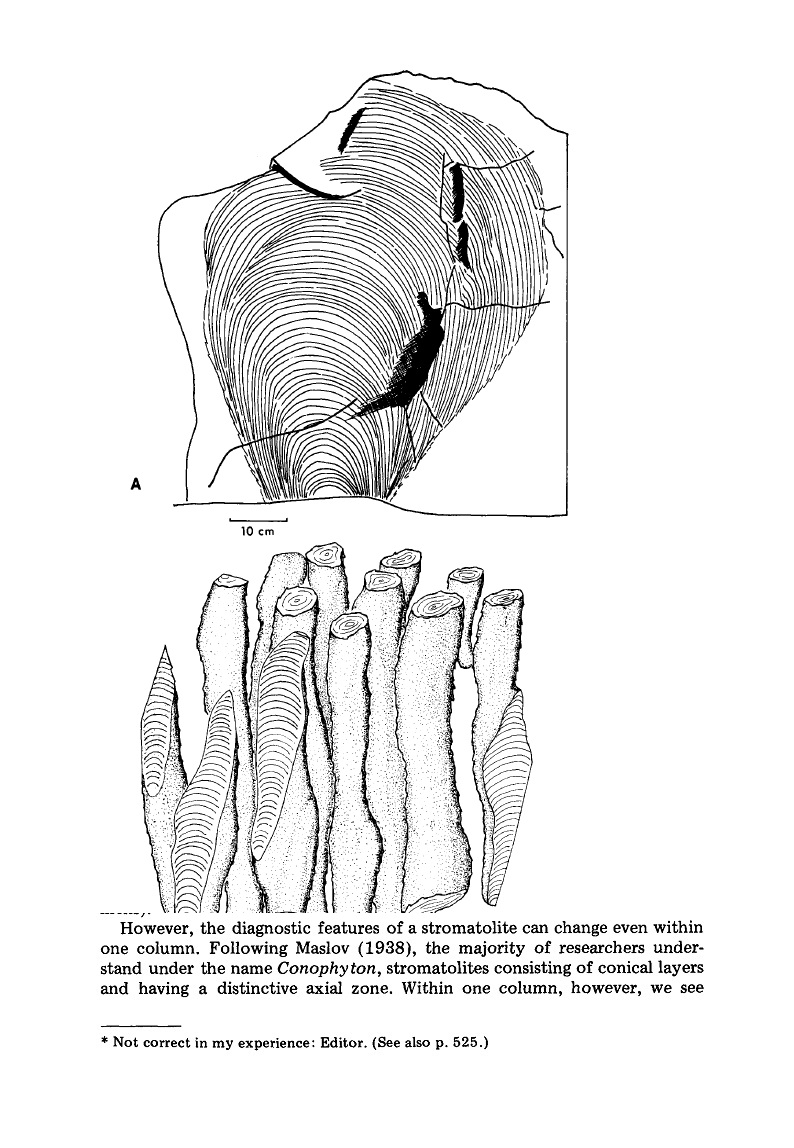 Limpet fossil? - Fossil ID - The Fossil Forum