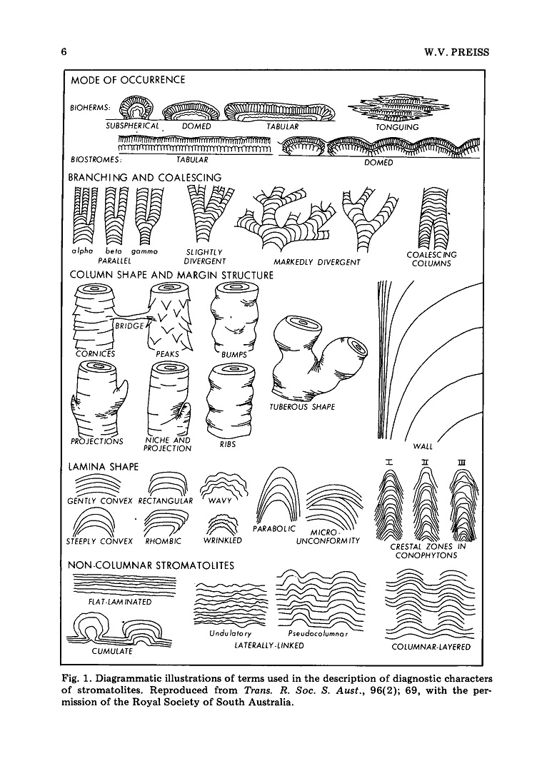 Limpet fossil? - Fossil ID - The Fossil Forum
