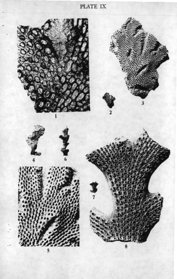 Middle Devonian Bryozoan? - Fossil ID - The Fossil Forum