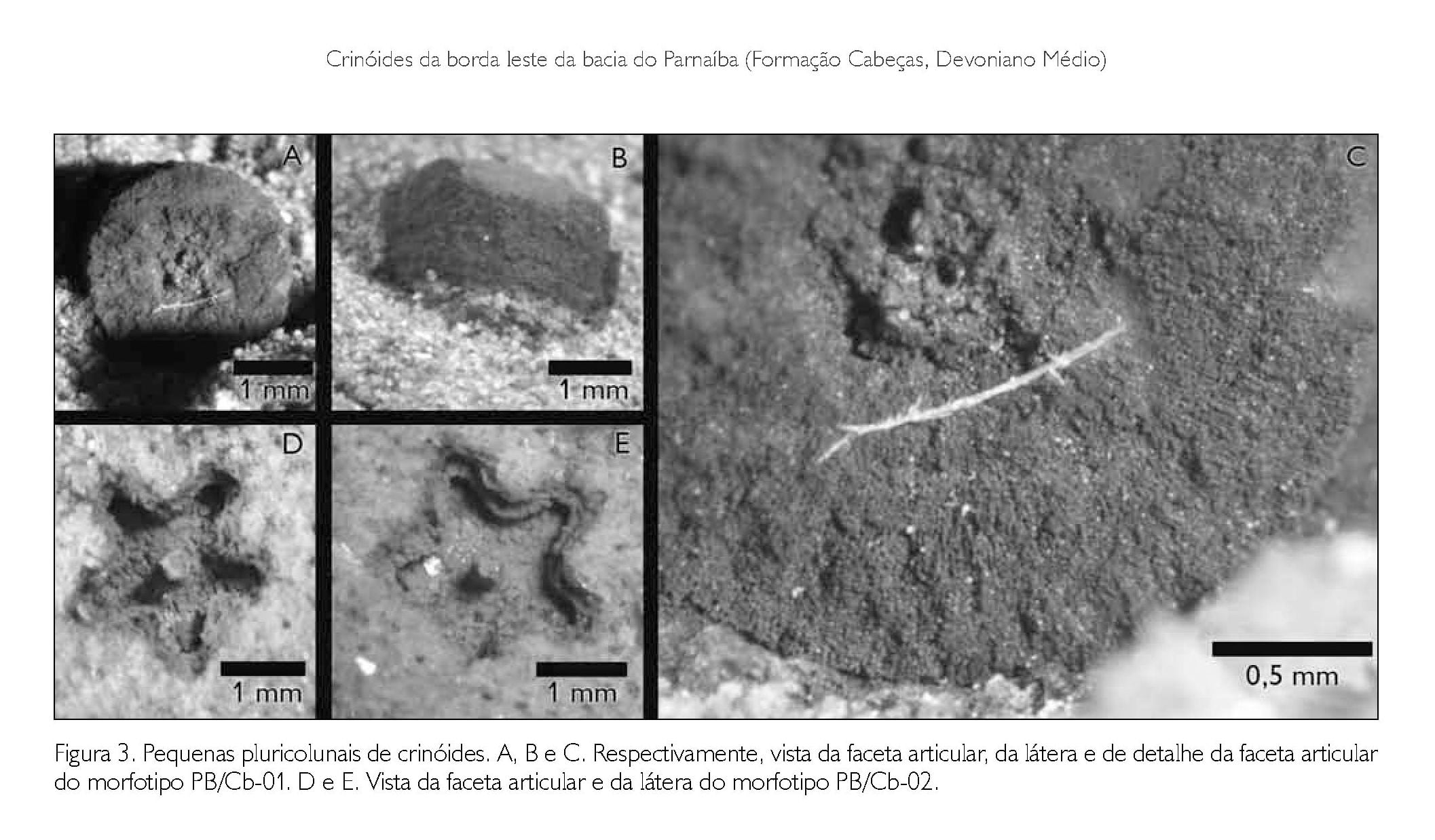 Small star shaped fossil - Fossil ID - The Fossil Forum