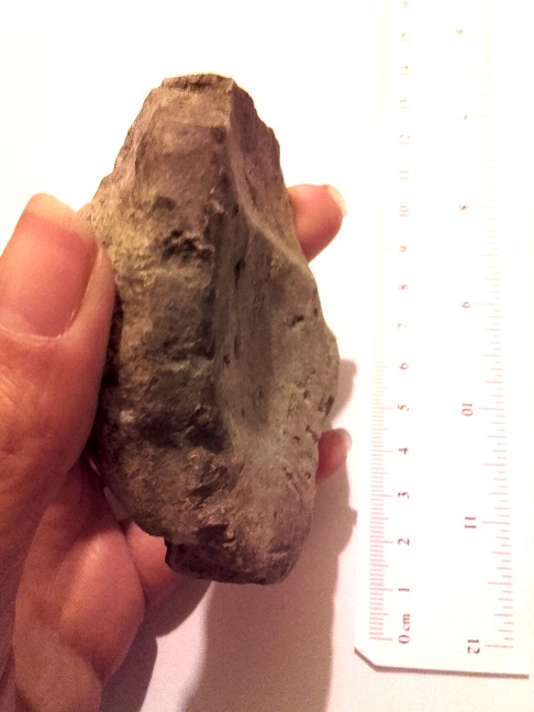 Suggestively shaped rock - Fossil ID - The Fossil Forum