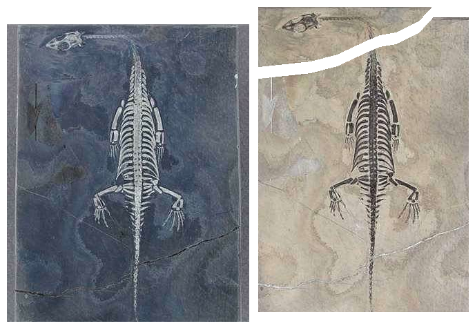 Keichousaurus - Is It Real? How to Recognize Fossil Fabrications - The ...