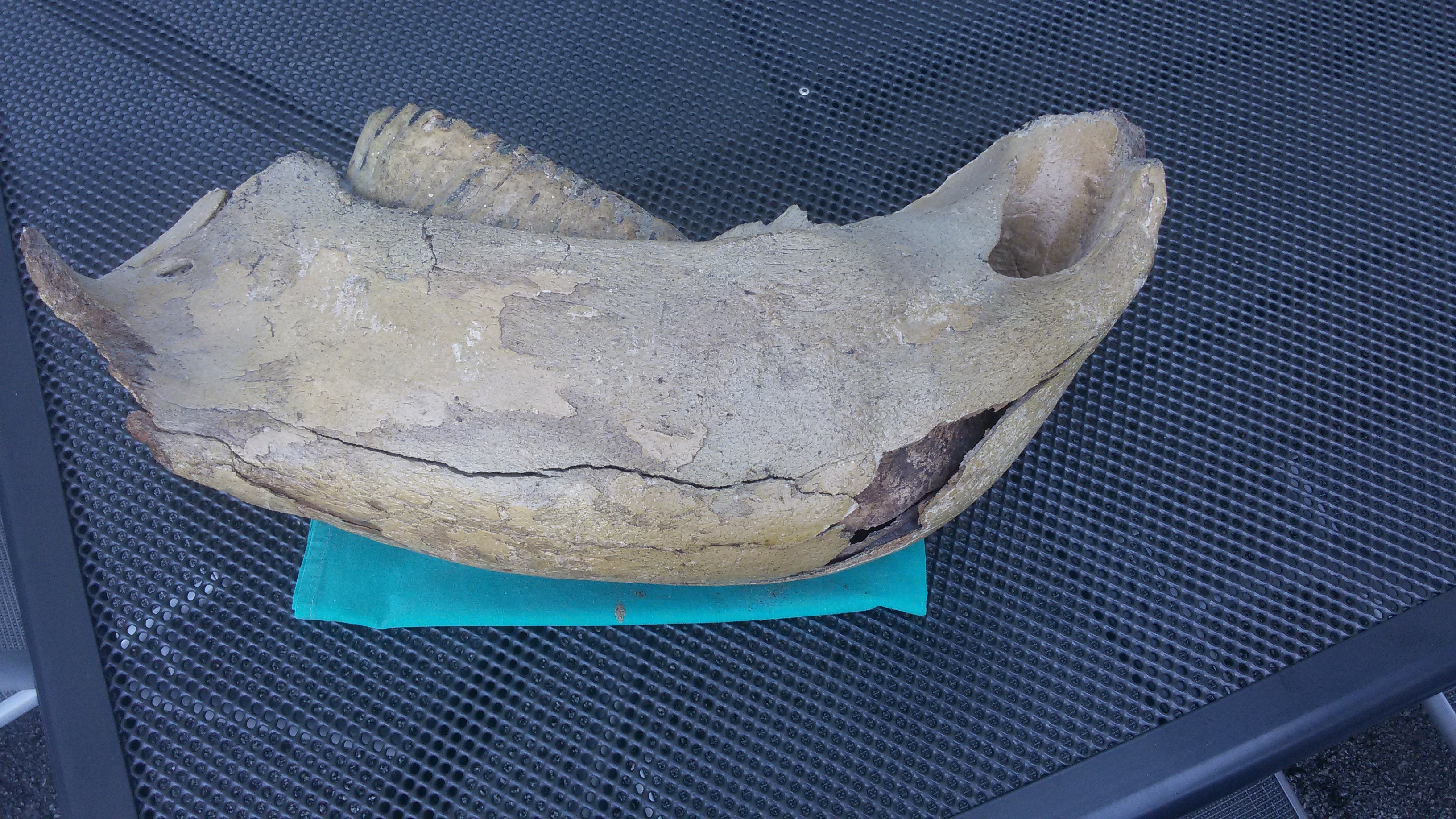 How to clean and preserve a mammoth tooth with part of a jaw - Fossil ...
