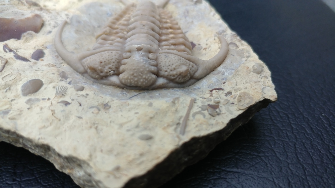July 2017 - Finds of the Month - Fossil of the Month - The Fossil Forum