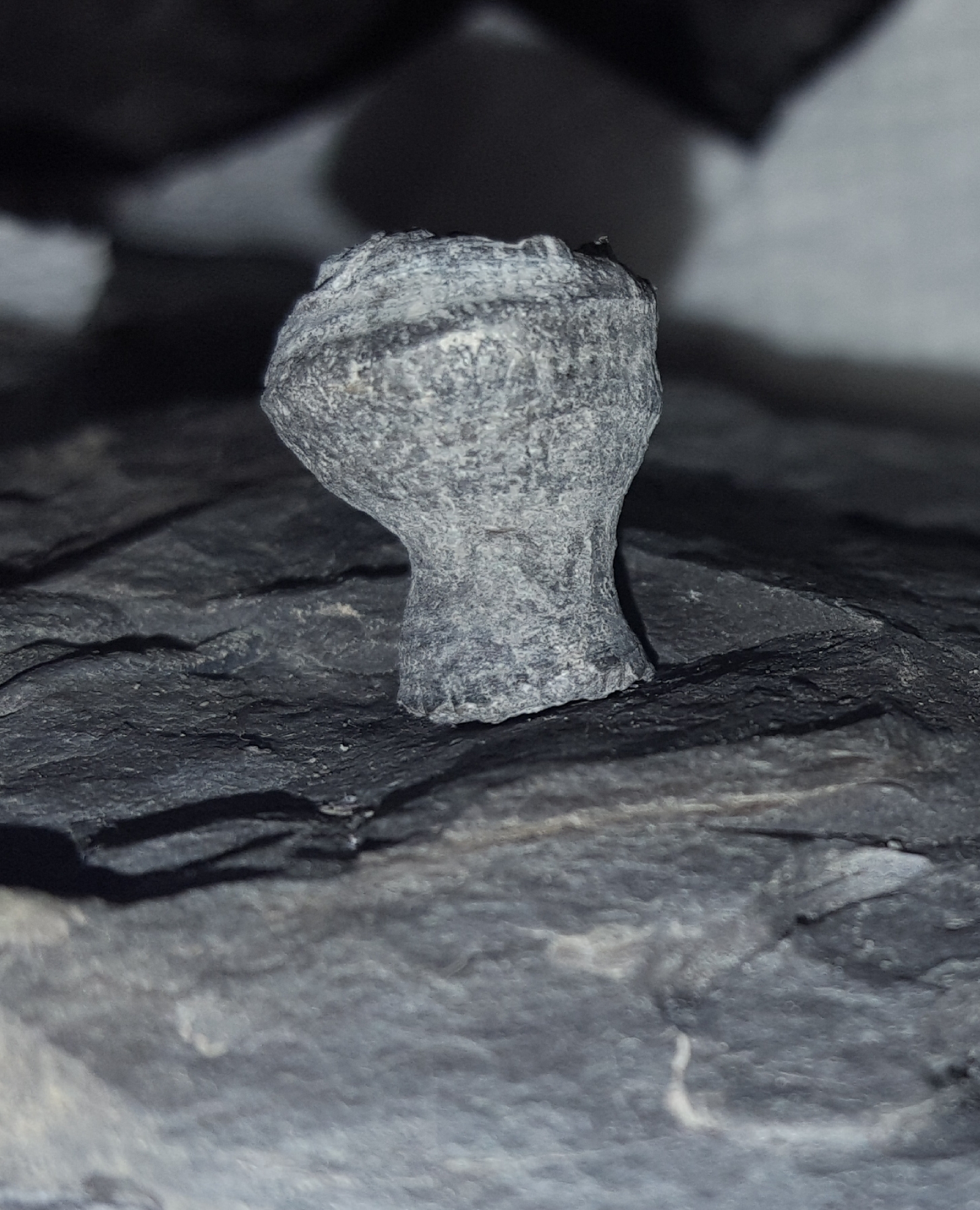 The Holy Grail at Penn-Dixie - Fossil Hunting Trips - The Fossil Forum