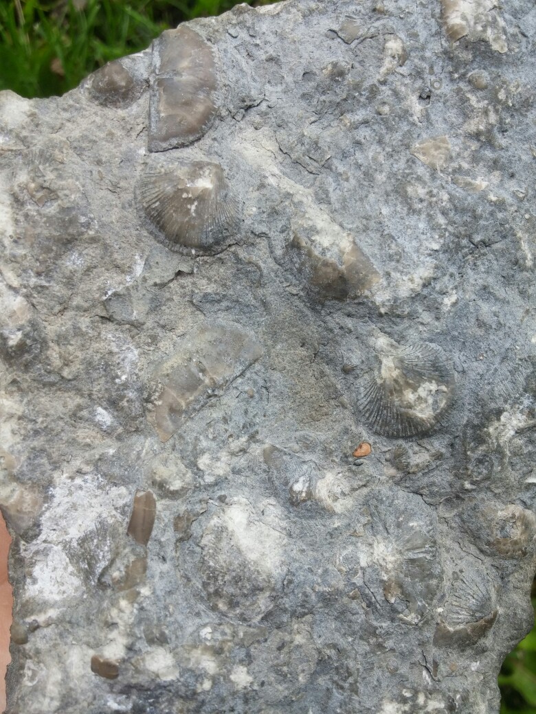 Found in Ontario Canada approximately 25 years ago - Fossil ID - The ...