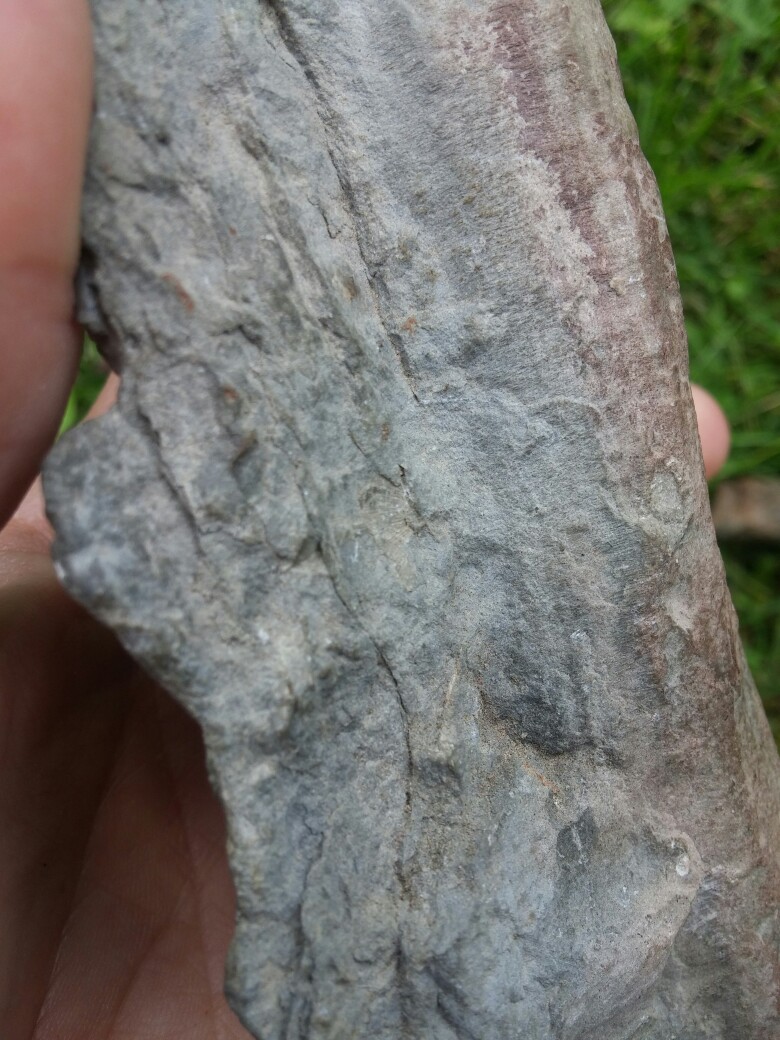 Found in Ontario Canada approximately 25 years ago - Fossil ID - The ...