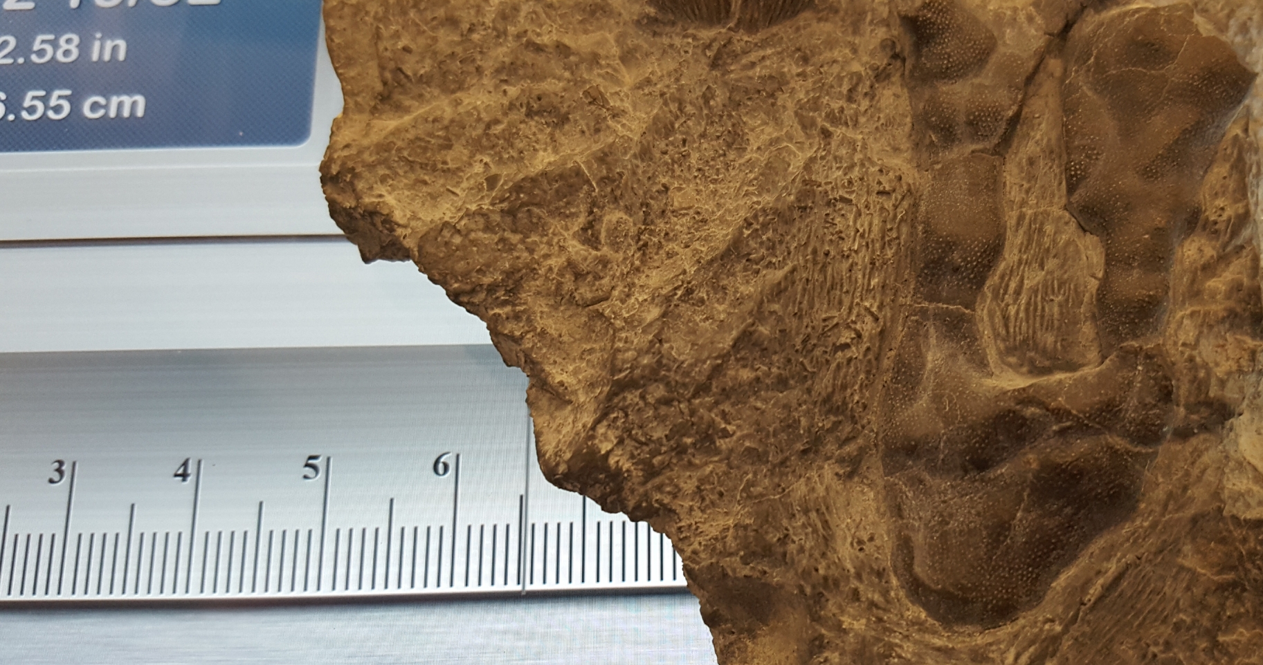 Middle Devonian Bryozoan sp from Kashong formation, New York - Fossil ...