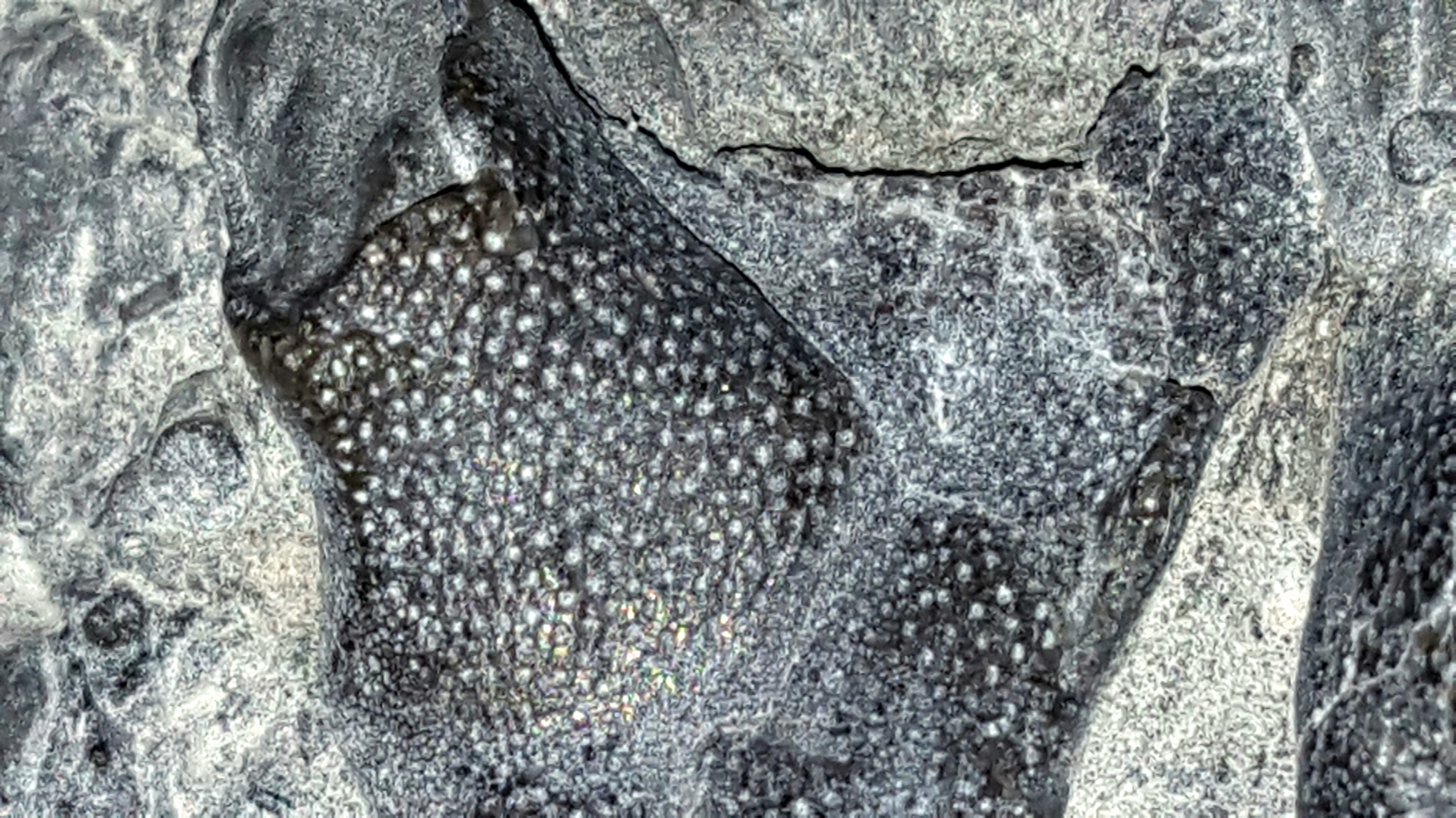 Middle Devonian Bryozoan sp from Kashong formation, New York - Fossil ...