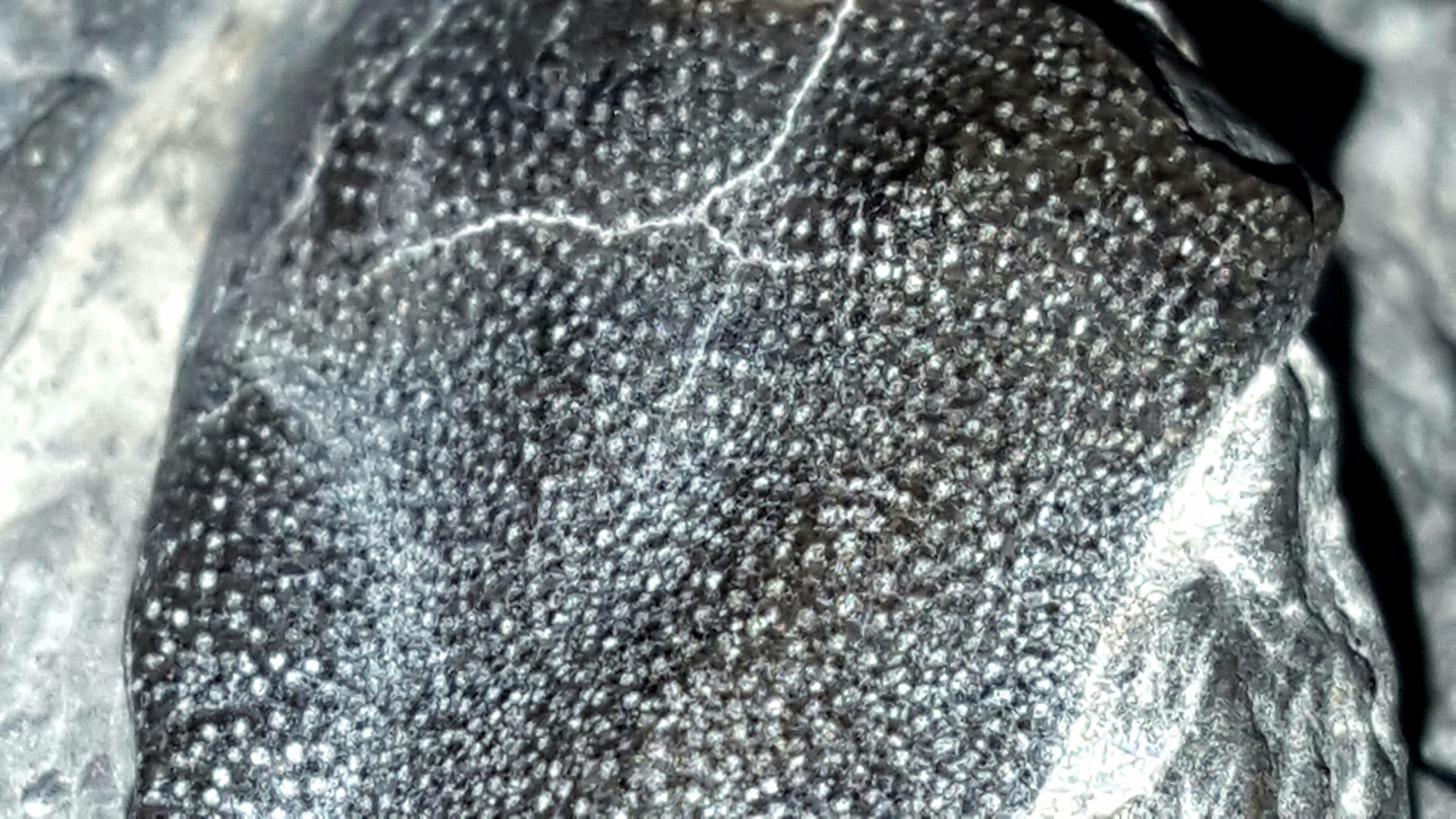 Middle Devonian Bryozoan sp from Kashong formation, New York - Fossil ...