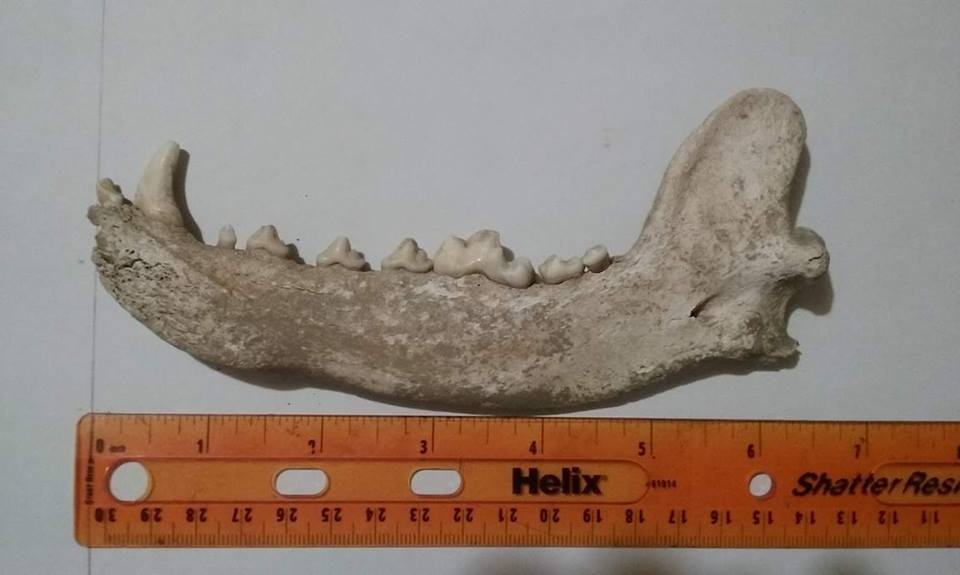 Piece of a jaw bone - Fossil ID - The Fossil Forum