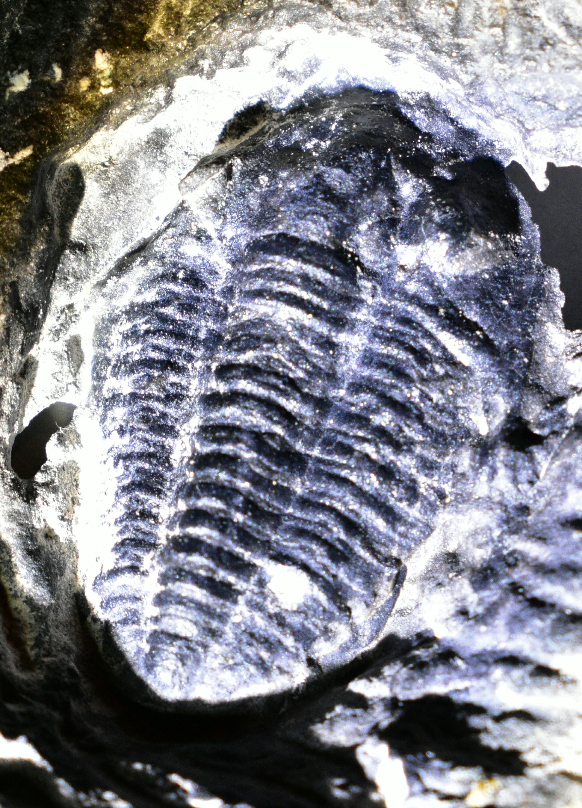 Mystery Devonian Trilobite from Nevada - Fossil ID - The Fossil Forum
