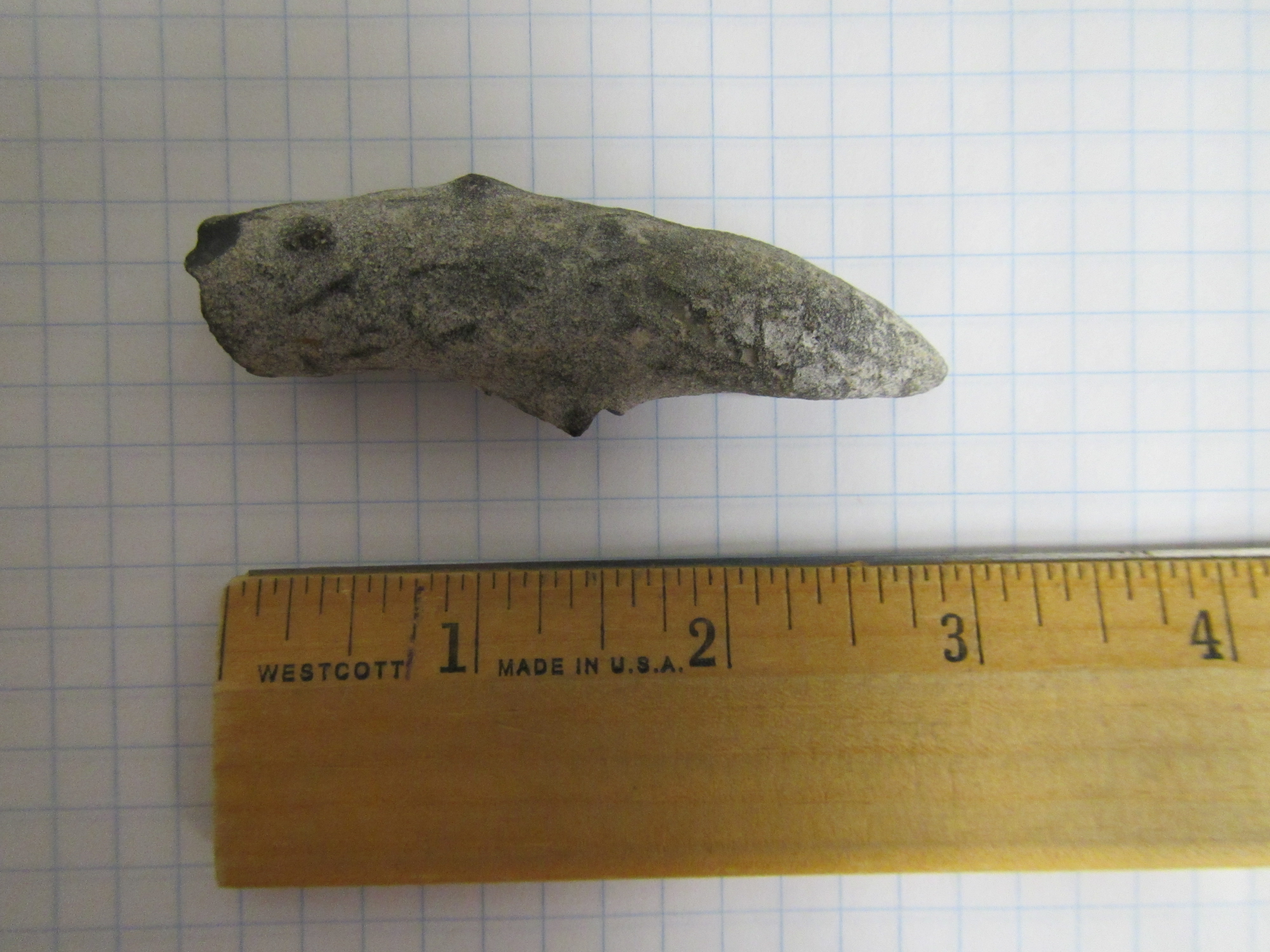 Found in Thames - Tooth? - Fossil ID - The Fossil Forum