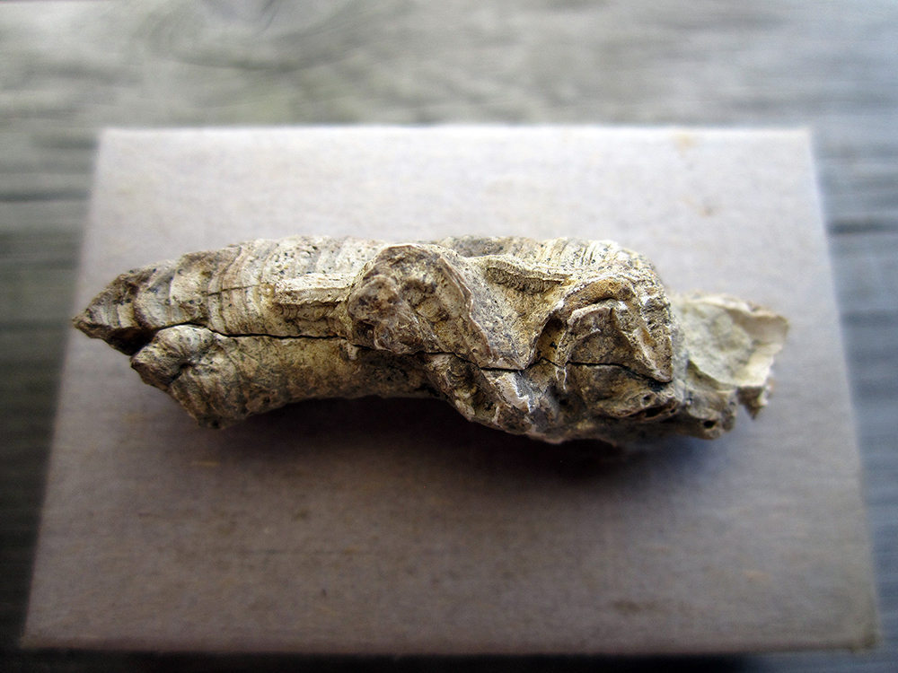“there’s more to this than meets the eye “ - General Fossil Discussion ...