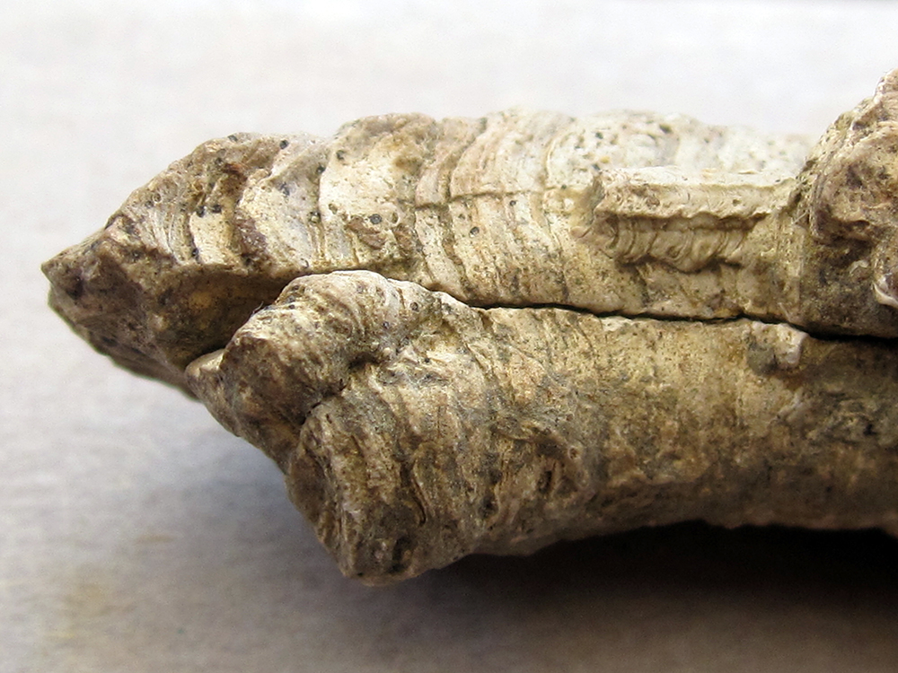 “there’s more to this than meets the eye “ - General Fossil Discussion ...