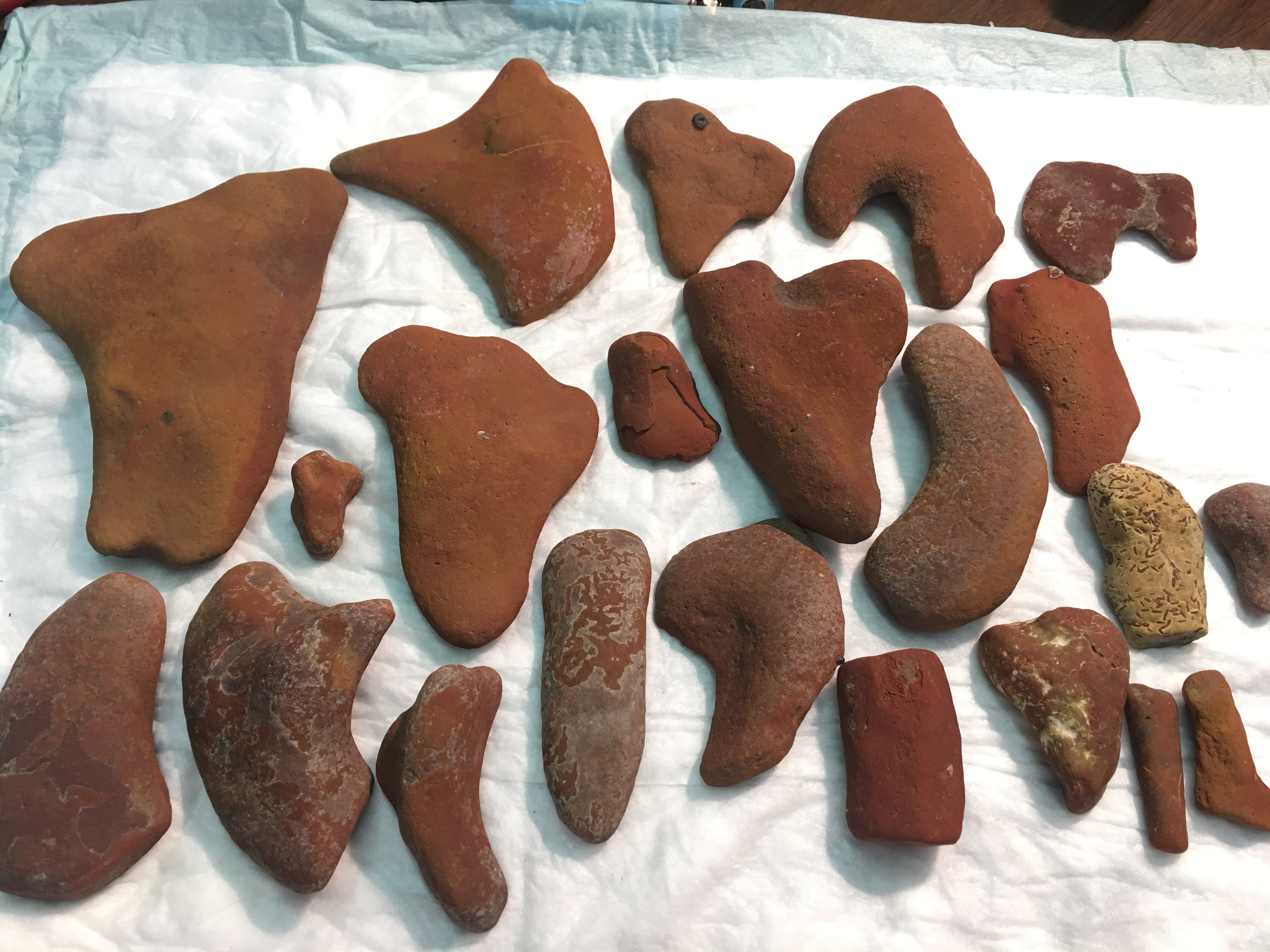 North Sulphur River, Texas, Red-type fossils, Ladonia Fossil Park ...