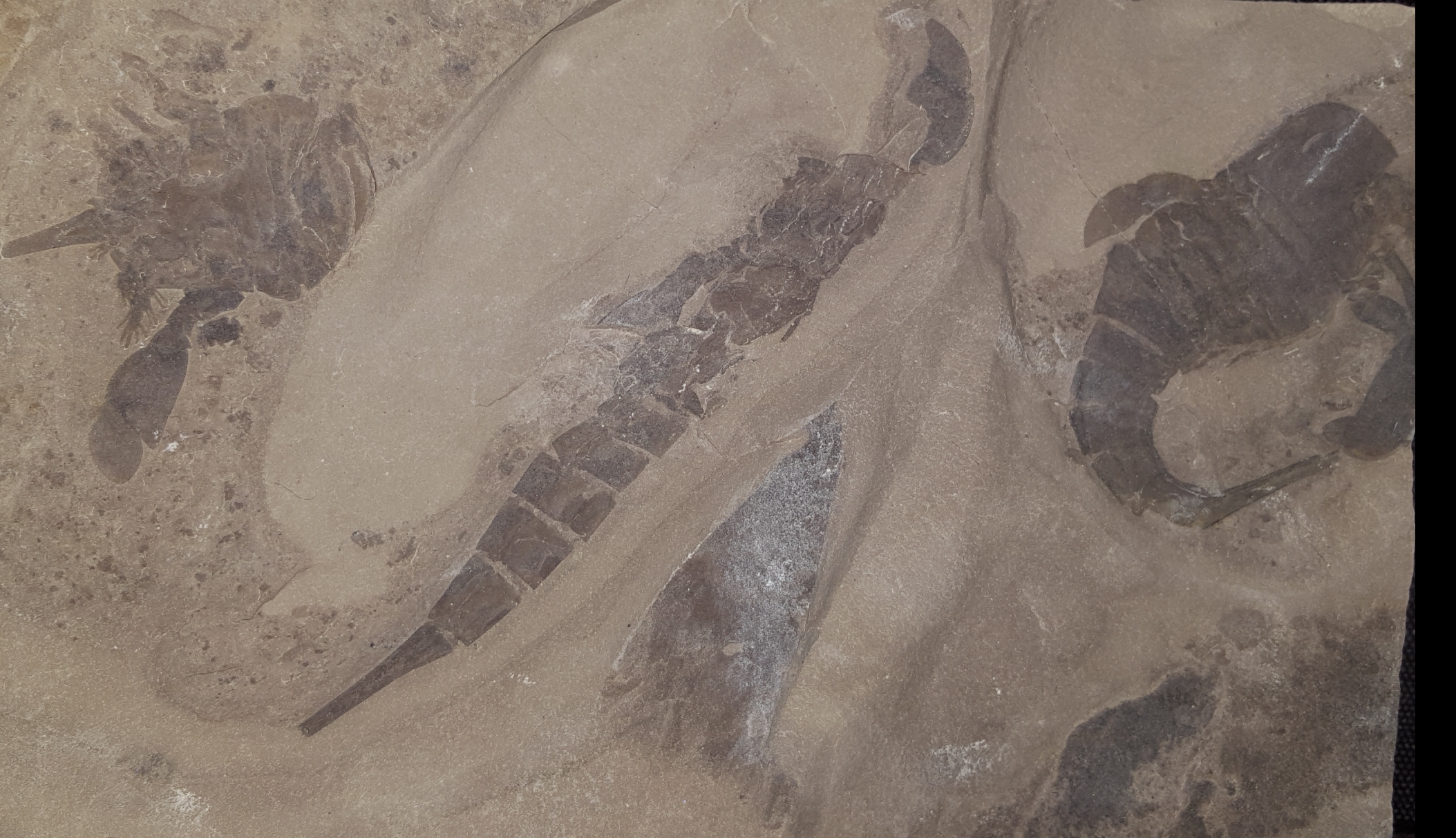 Eurypterid hunt in NY - Fossil Hunting Trips - The Fossil Forum