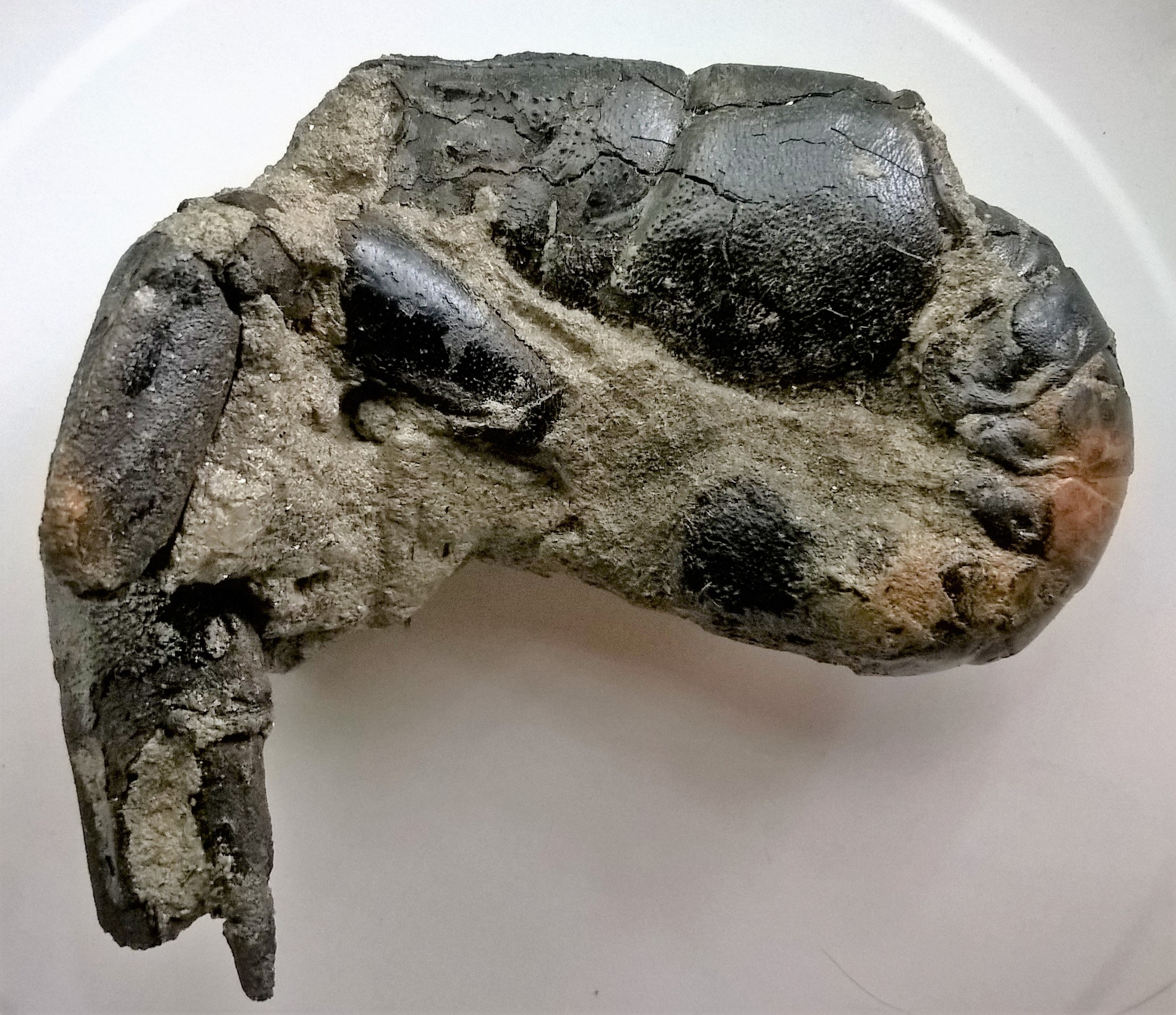 Hoploparia gabbi lobster from the late Cretaceous of NJ - Member ...
