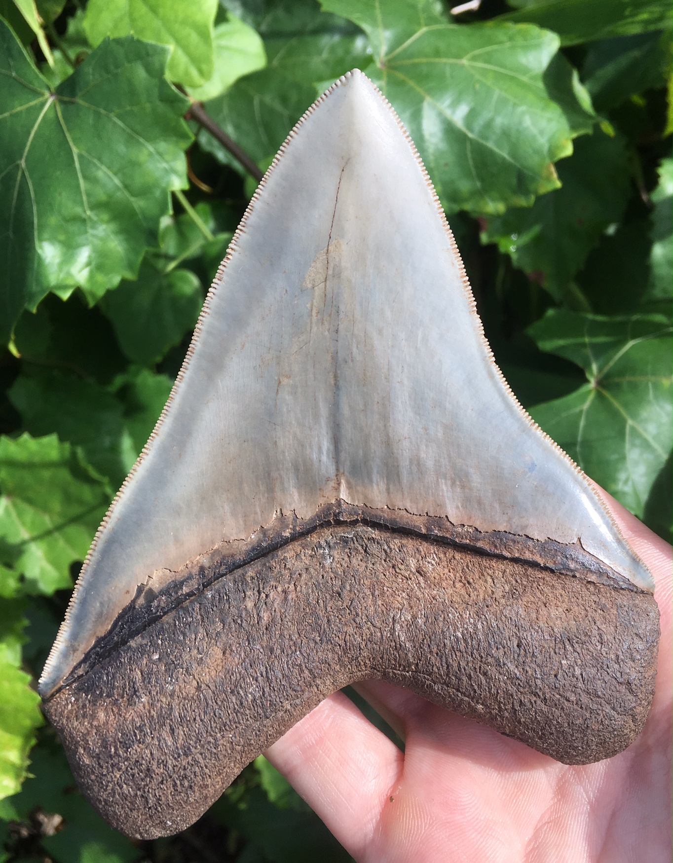 5" GA meg - Fossil Hunting Trips - The Fossil Forum