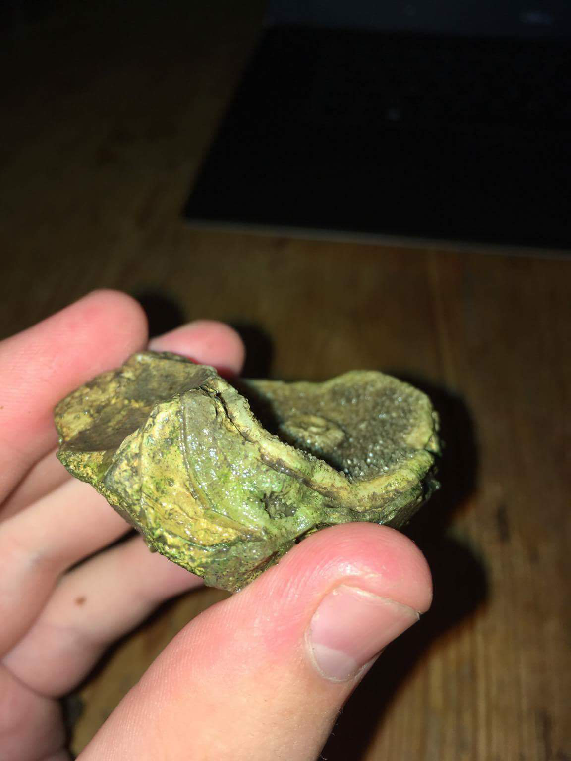 Fossils found at woodland near my house - Fossil ID - The Fossil Forum
