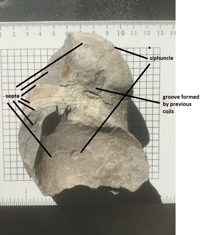 Suggestively Shaped Nodule - Deposition Information? - Questions ...
