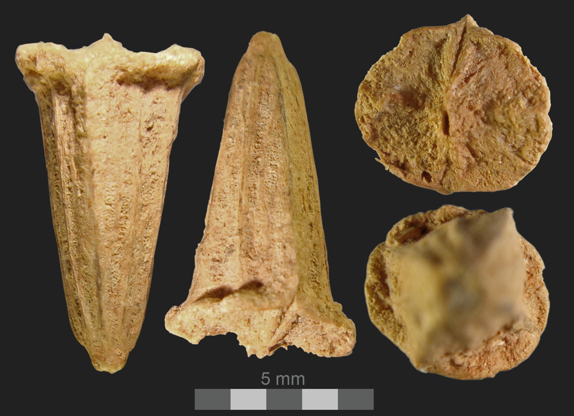 Trip to Old Hunstanton - Fossil Hunting Trips - The Fossil Forum