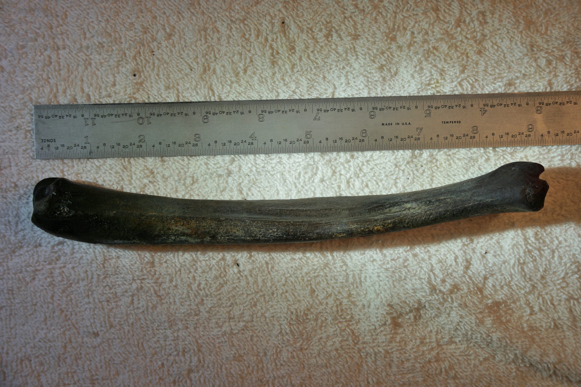 Limb Bone from Cooper River SC - Fossil ID - The Fossil Forum