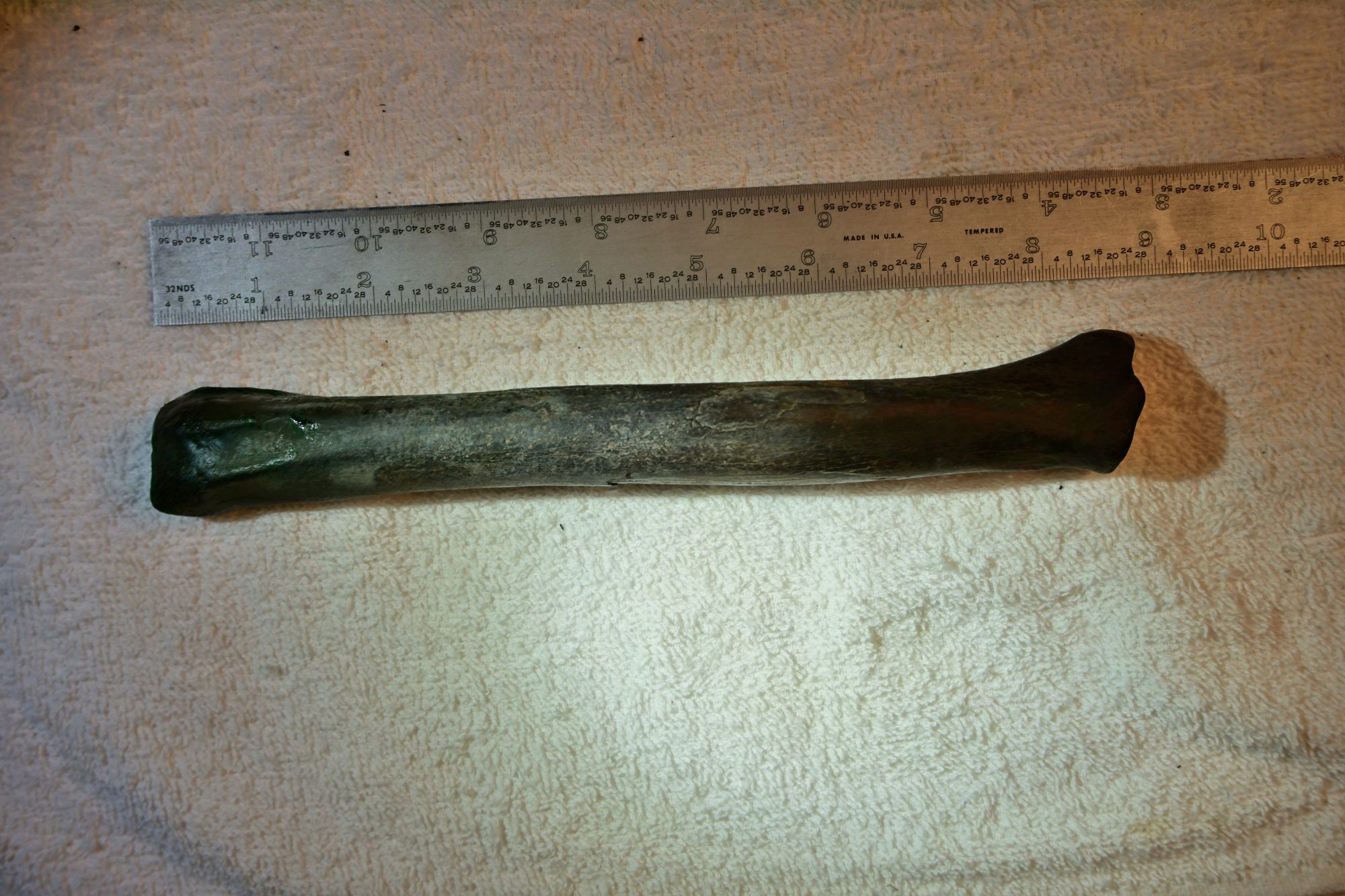 Limb Bone from Cooper River SC - Fossil ID - The Fossil Forum