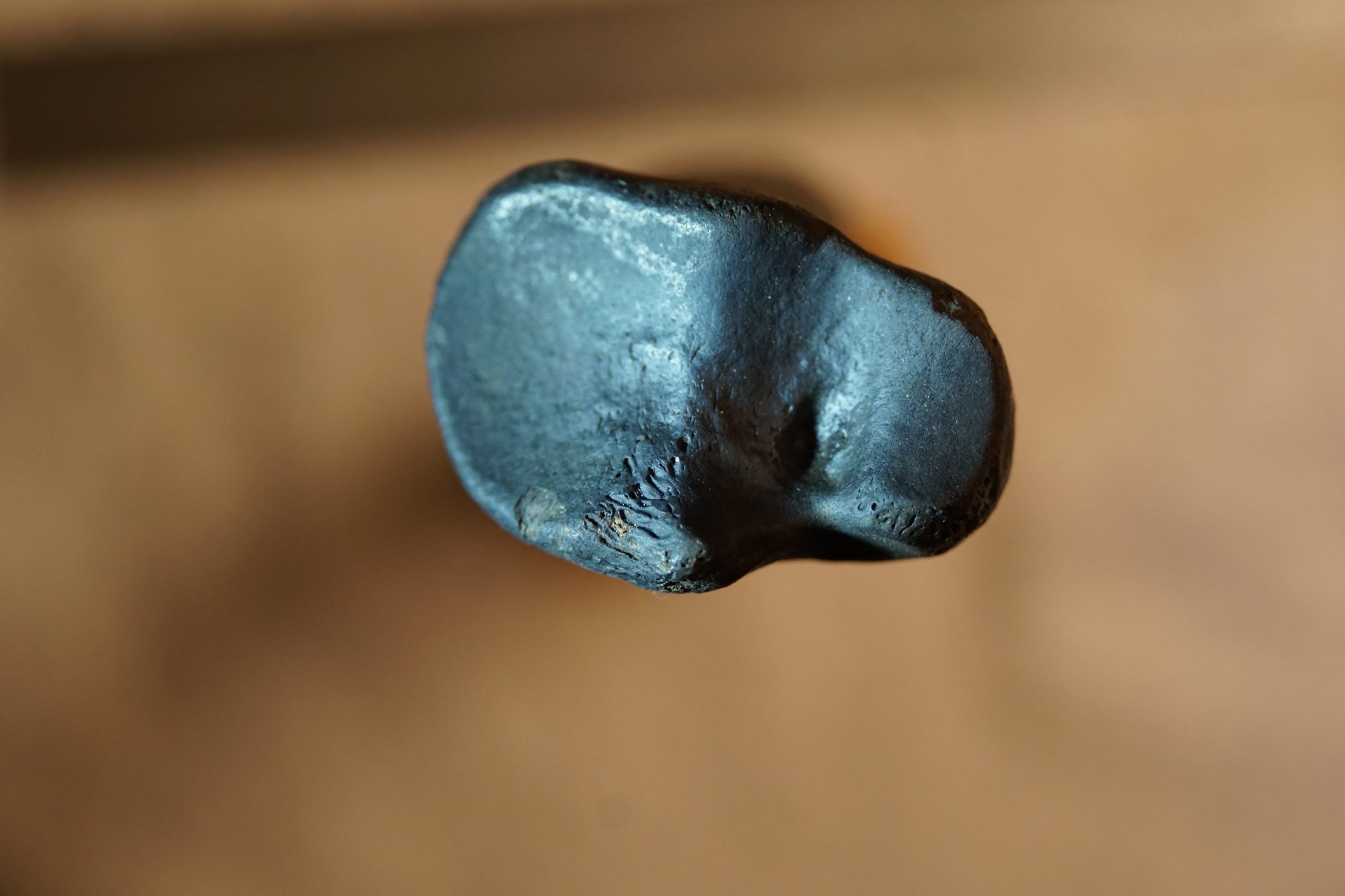 Limb Bone from Cooper River SC - Fossil ID - The Fossil Forum