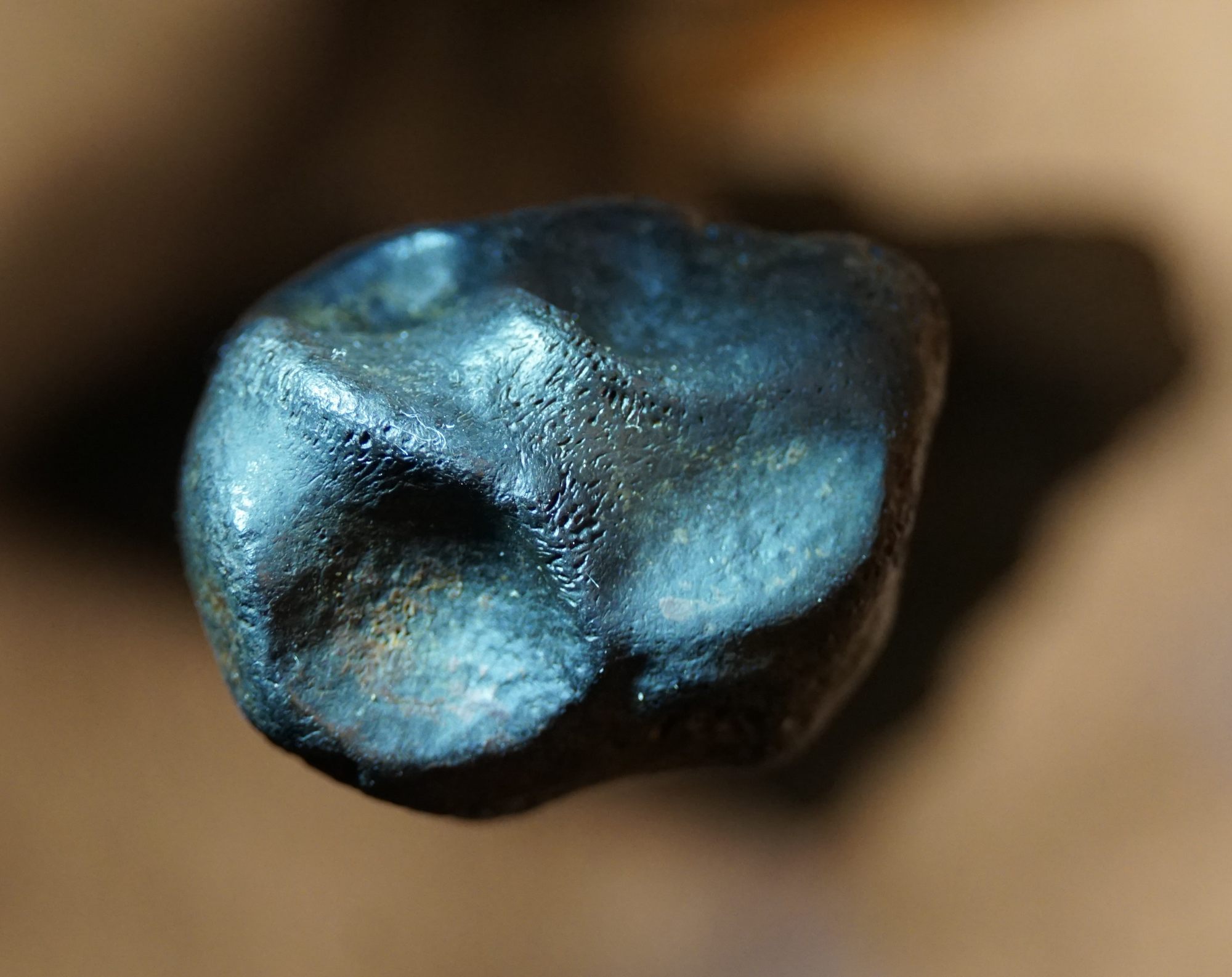 Limb Bone from Cooper River SC - Fossil ID - The Fossil Forum