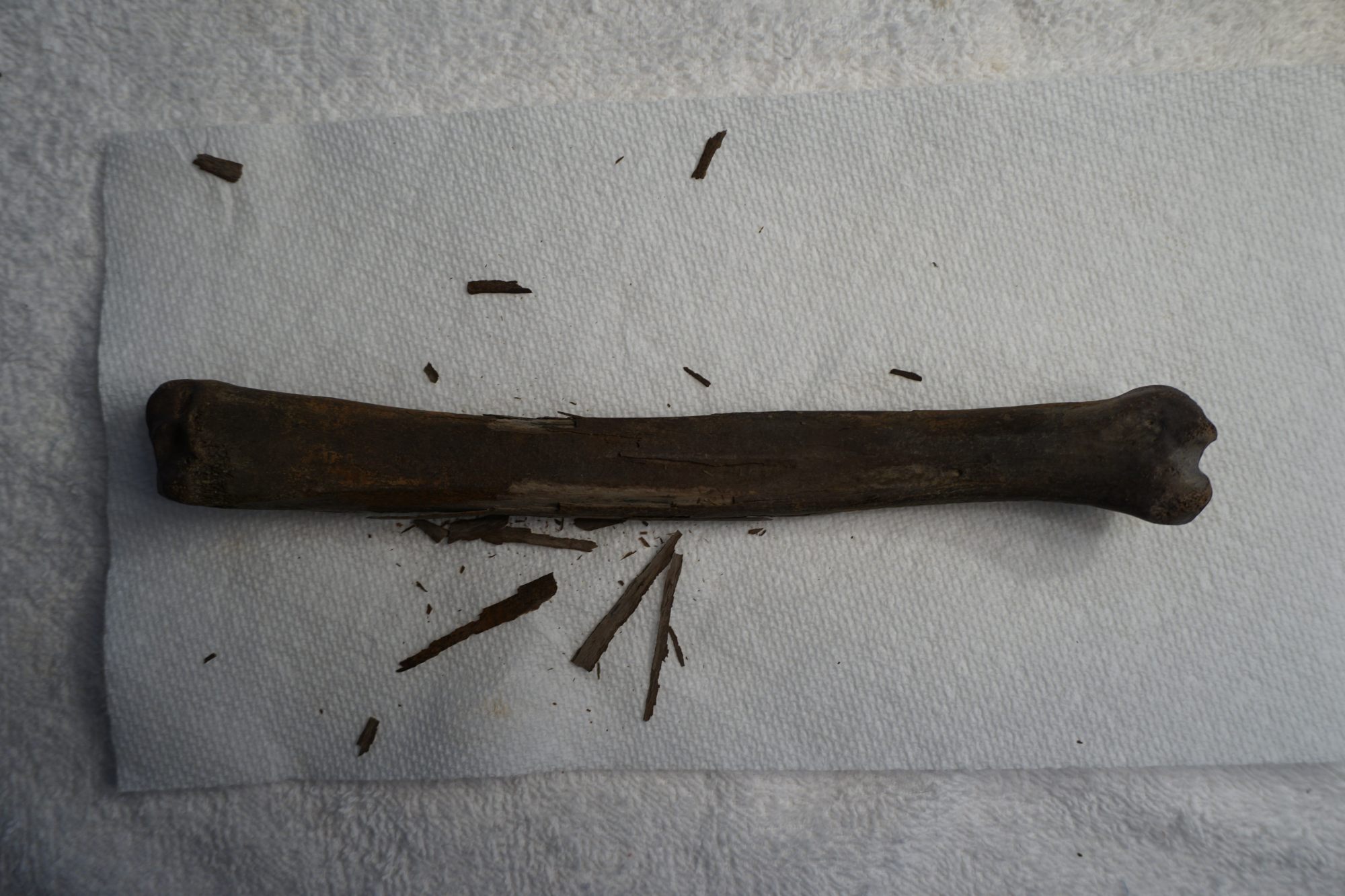 Limb Bone from Cooper River SC - Fossil ID - The Fossil Forum