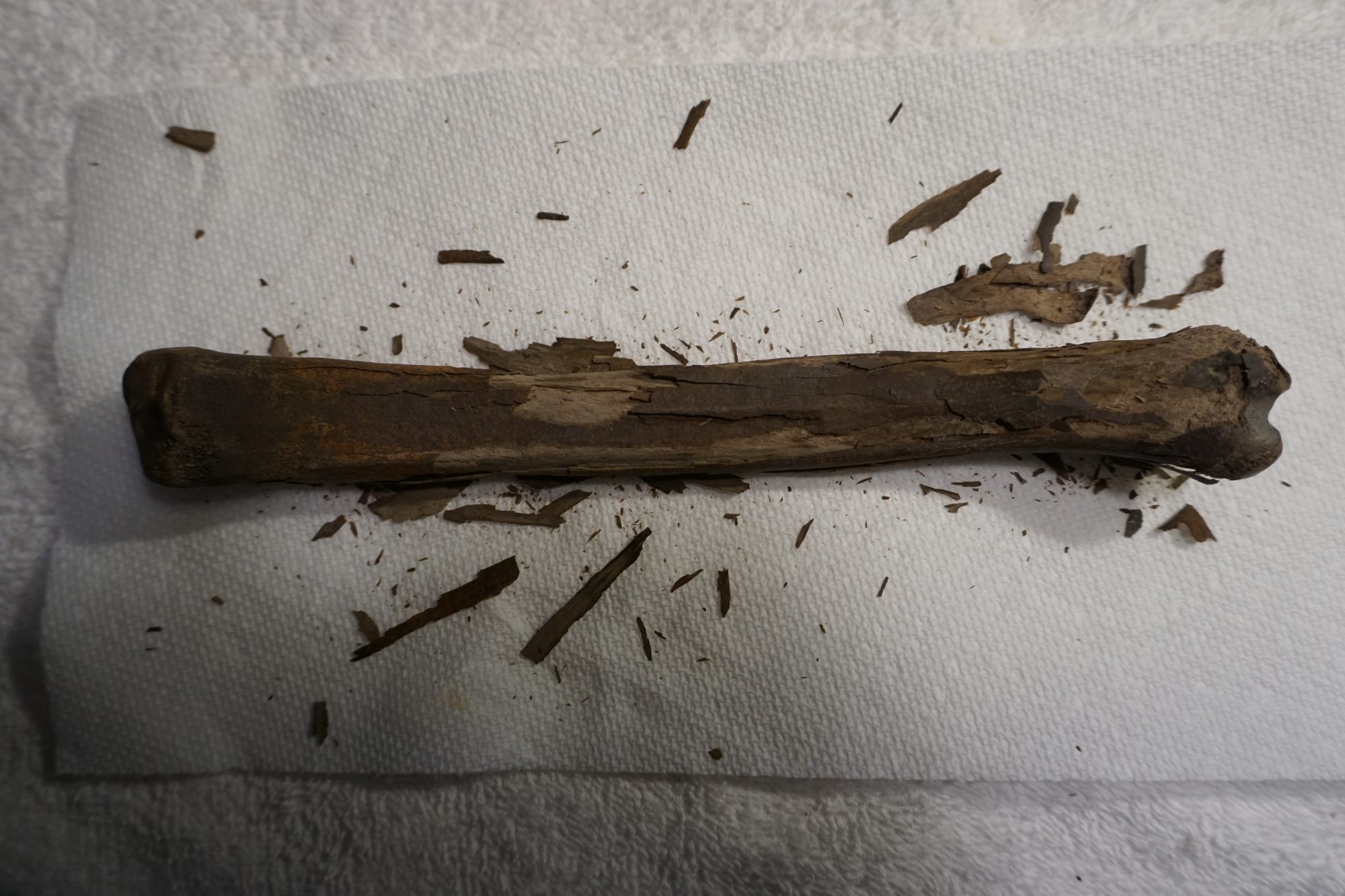 Limb Bone from Cooper River SC - Fossil ID - The Fossil Forum