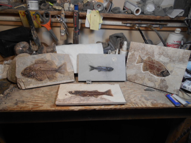 How to hang fossil fish? - Questions & Answers - The Fossil Forum
