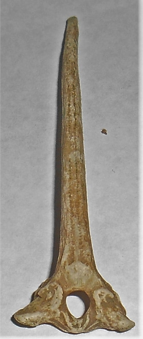 What is this tooth? Found on beach on Eastern Shore of MD - Fossil ID ...