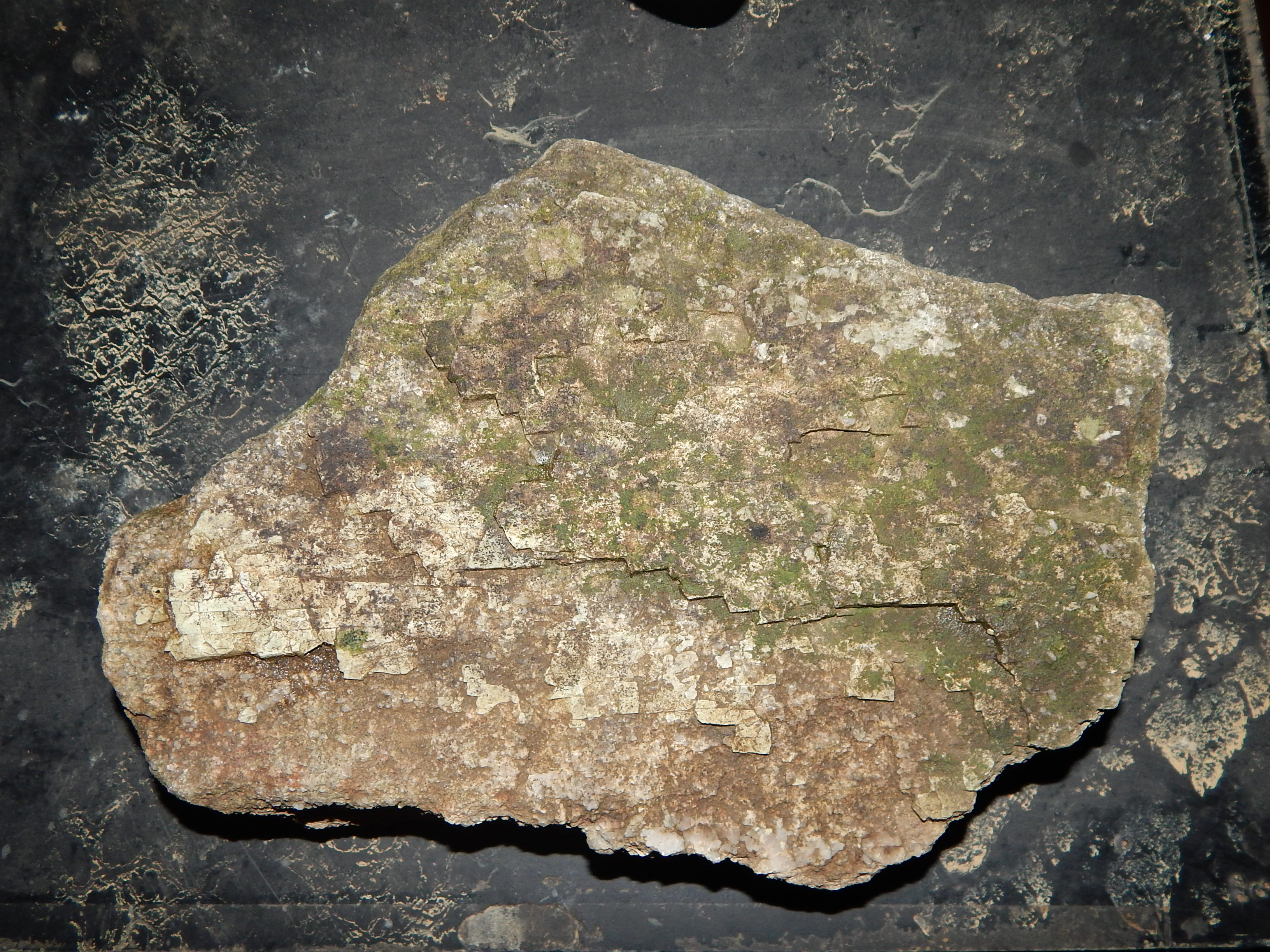 Is this a fossil or just a rock? - Fossil ID - The Fossil Forum