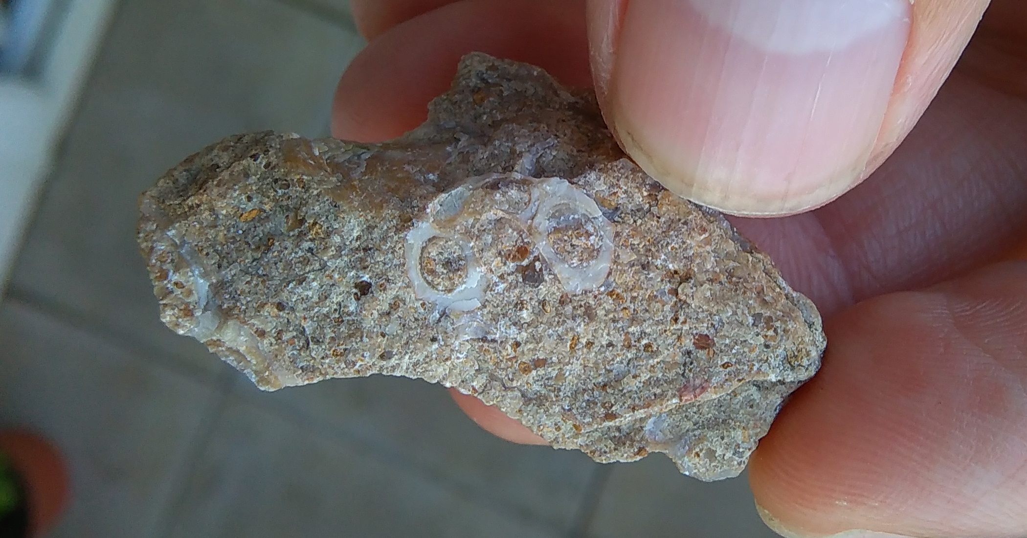 Callovian tubes - Fossil ID - The Fossil Forum