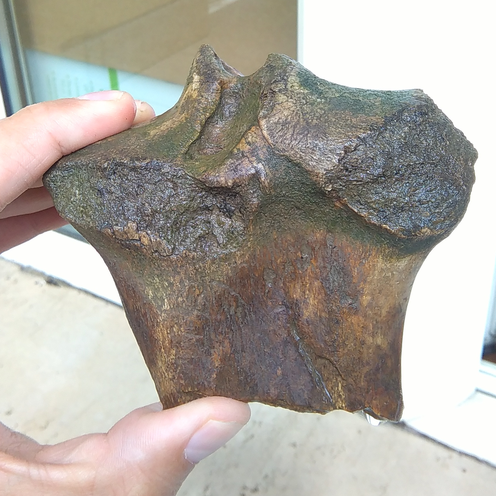 a bone - Fossil ID - The Fossil Forum