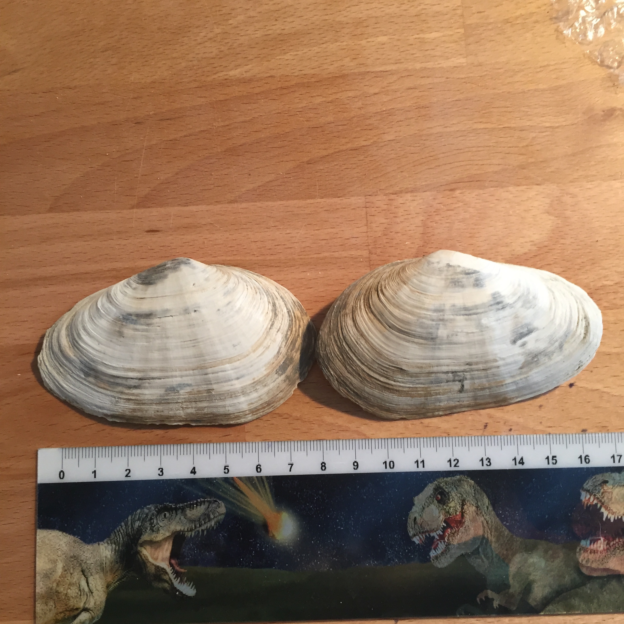 Modern bivalve from Kaloot - General Discussion - The Fossil Forum