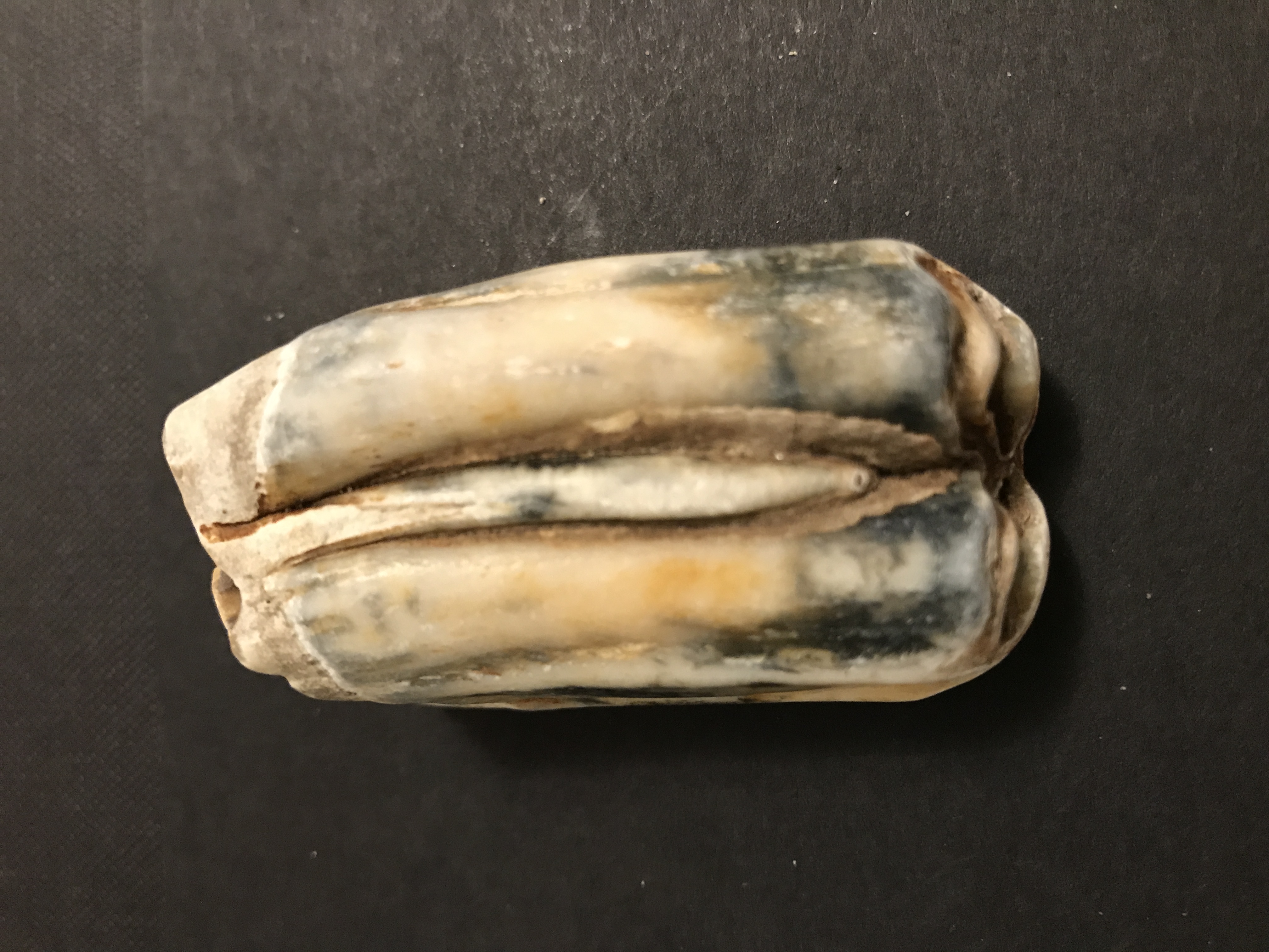 Bison tooth? - Fossil ID - The Fossil Forum