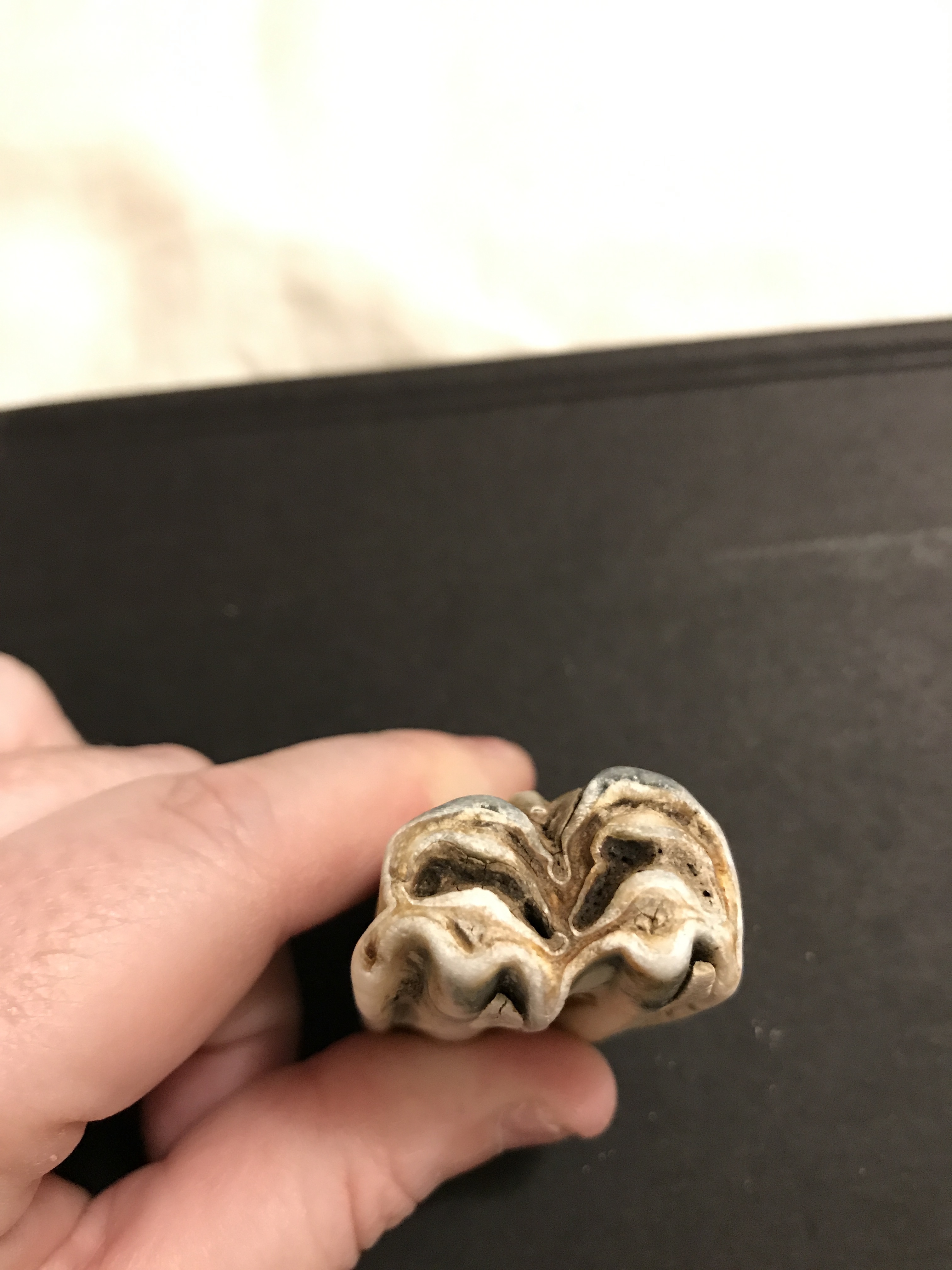 Bison tooth? - Fossil ID - The Fossil Forum