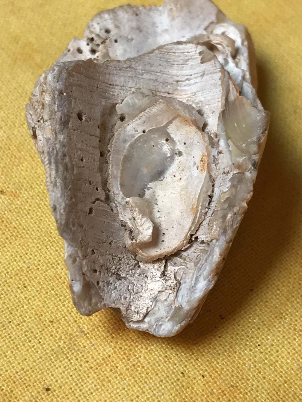 My wife found this at Capitola Beach in California - Fossil ID - The ...