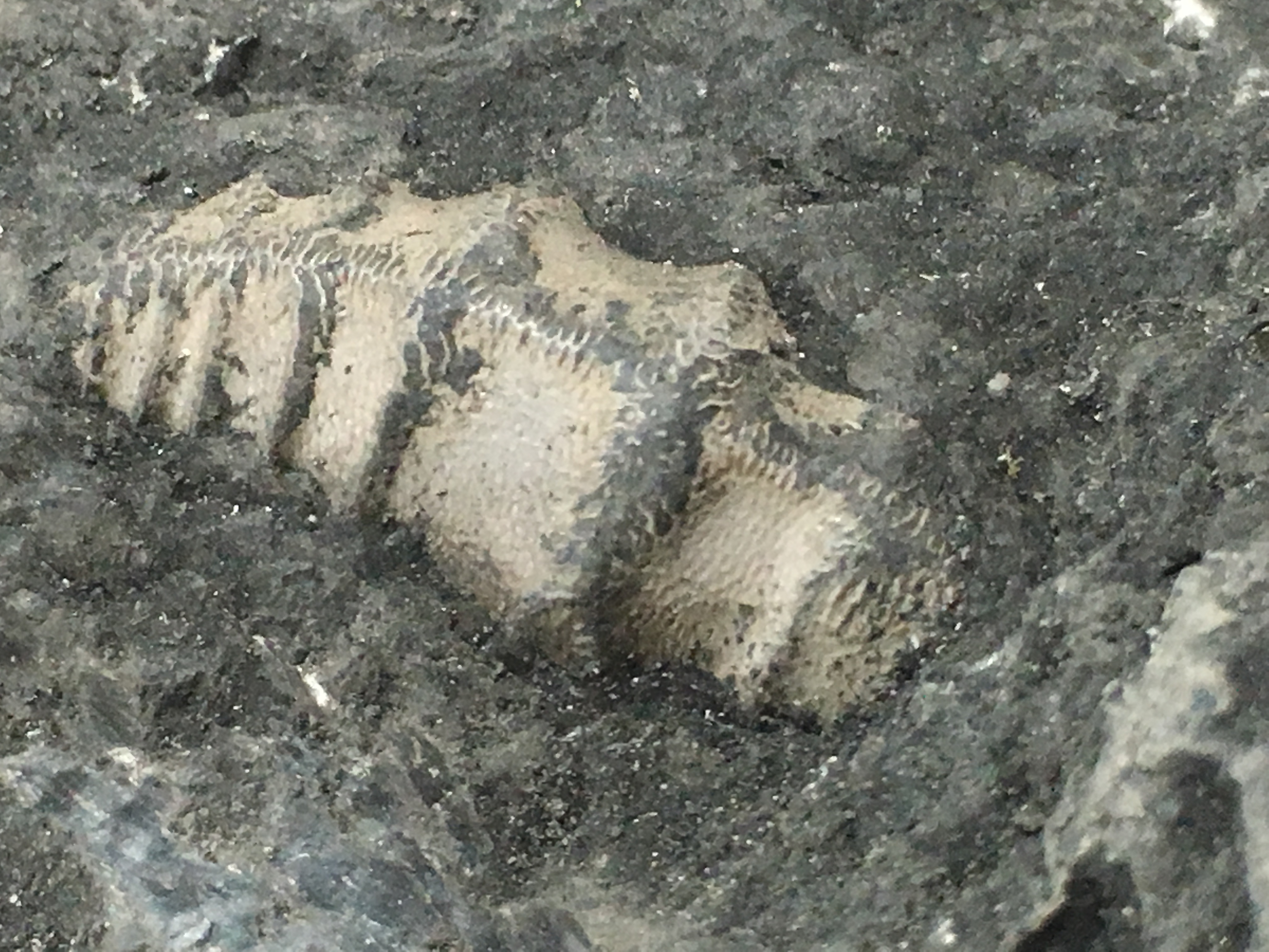 Paleo shark teeth? - Fossil ID - The Fossil Forum